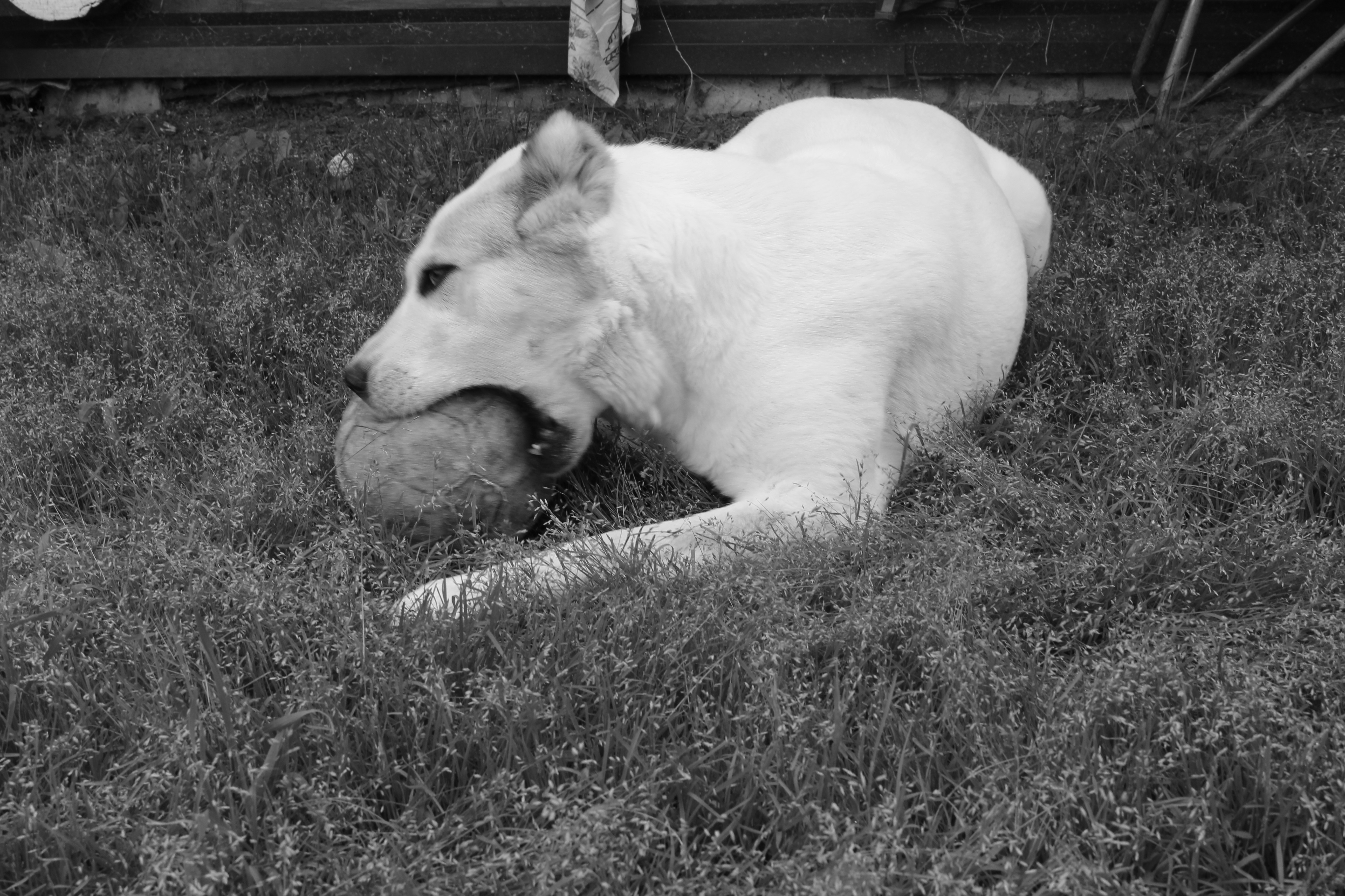 Labrador in the Grass: Quiet Moment with a Toy