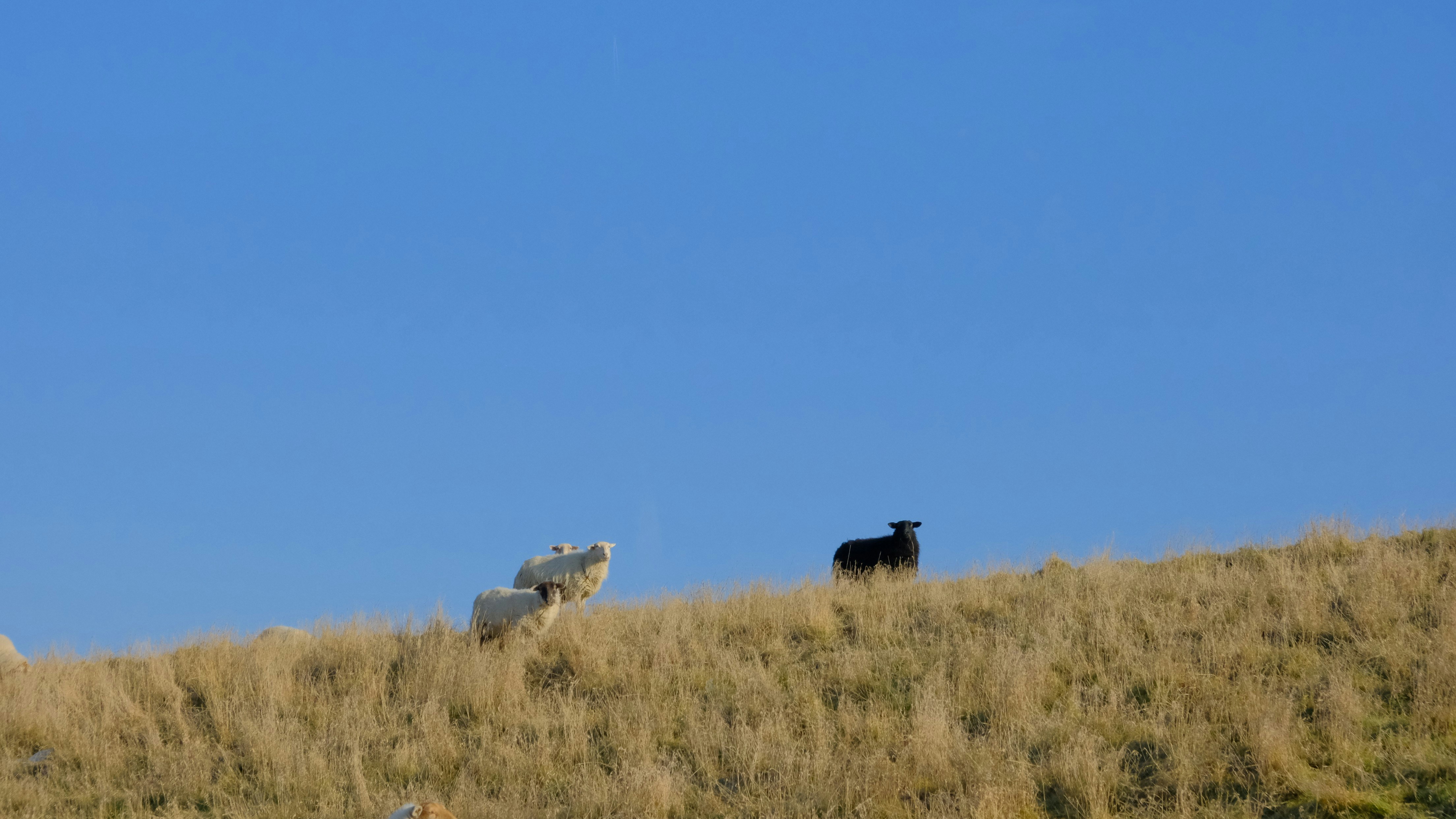 Cattle on a hillside under a wide blue sky