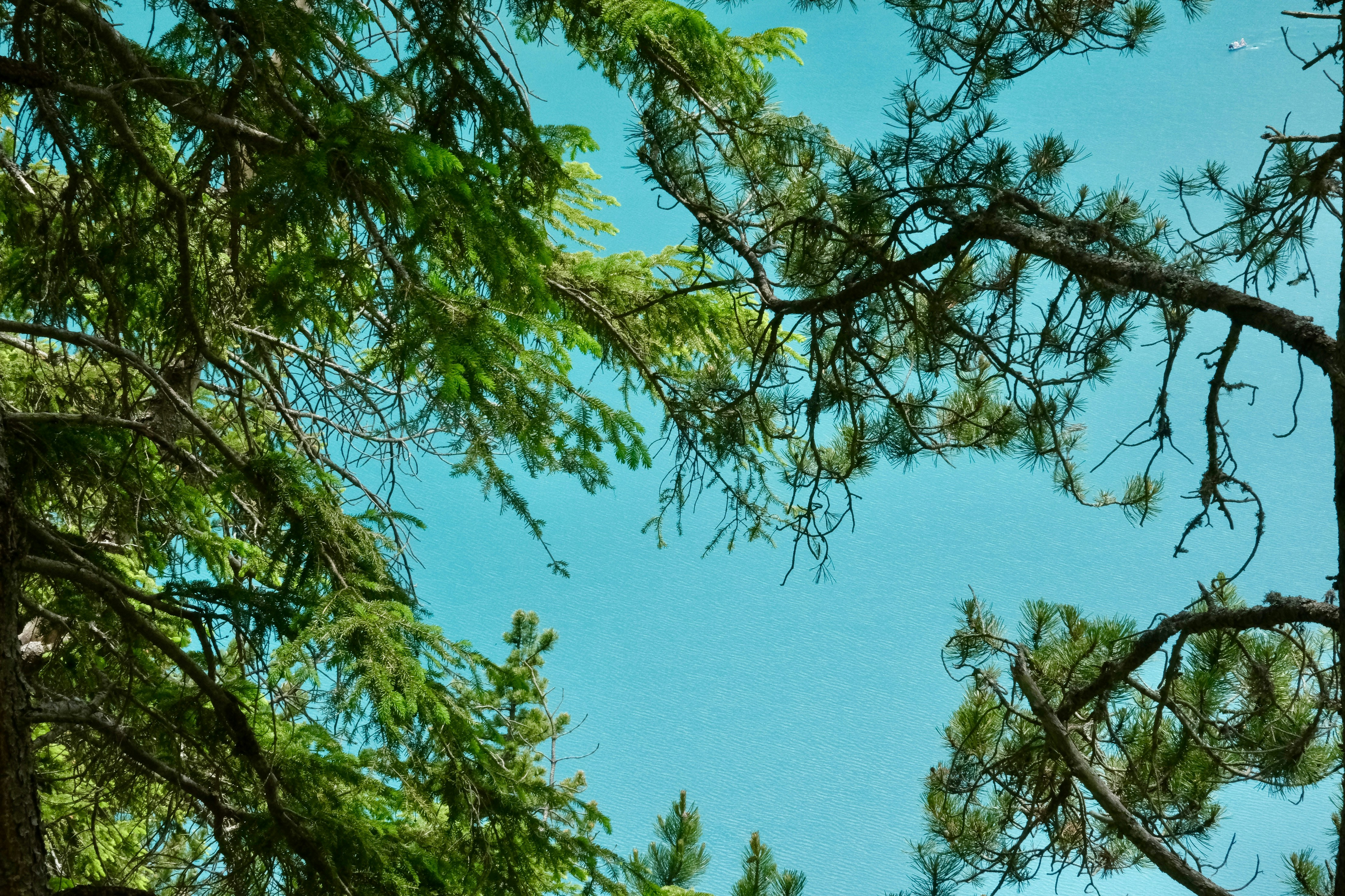 Blue Sky Through the Branches: A Quiet Canopy Portrait