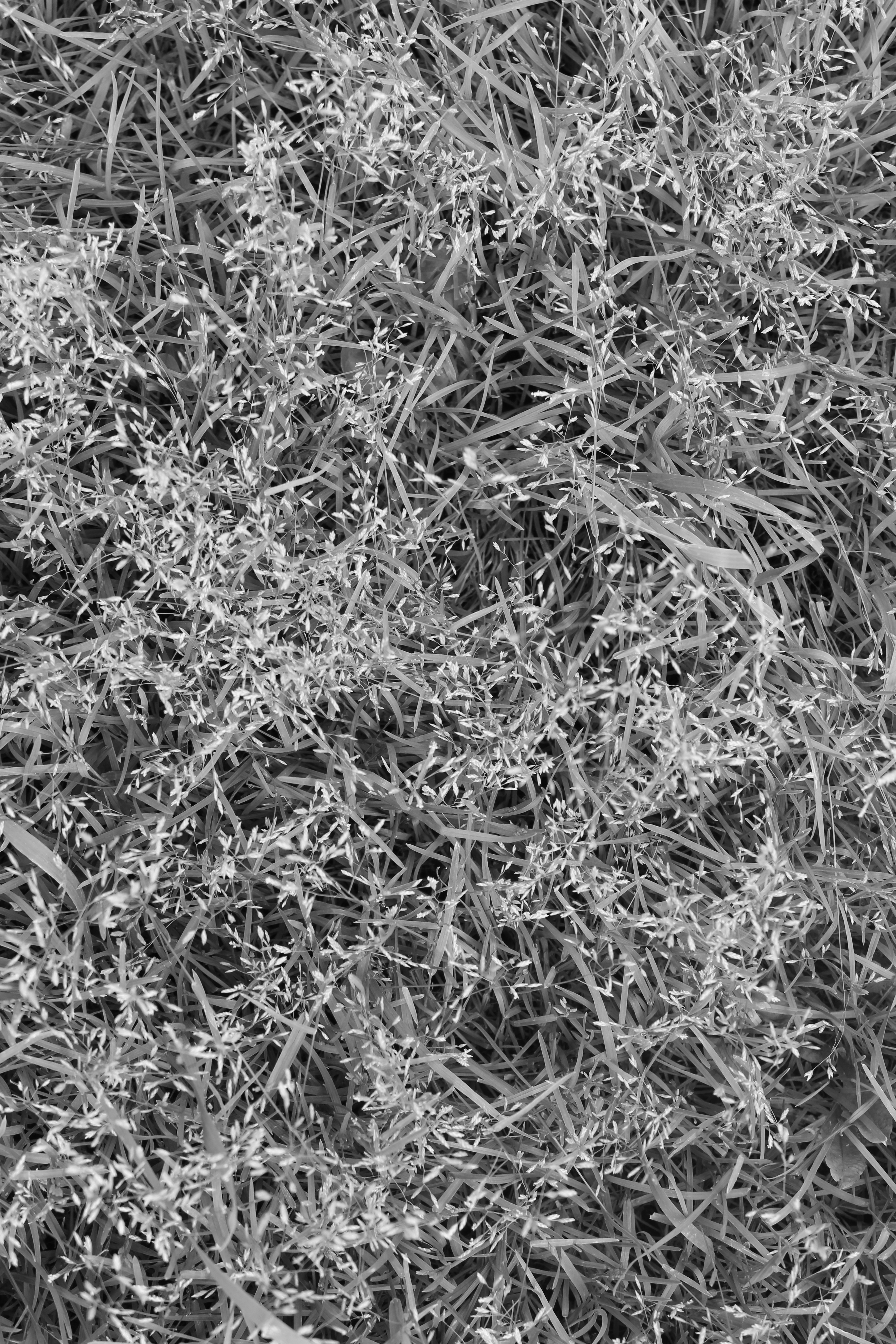 Field of Quiet Grains: a monochrome tangle of wild grasses