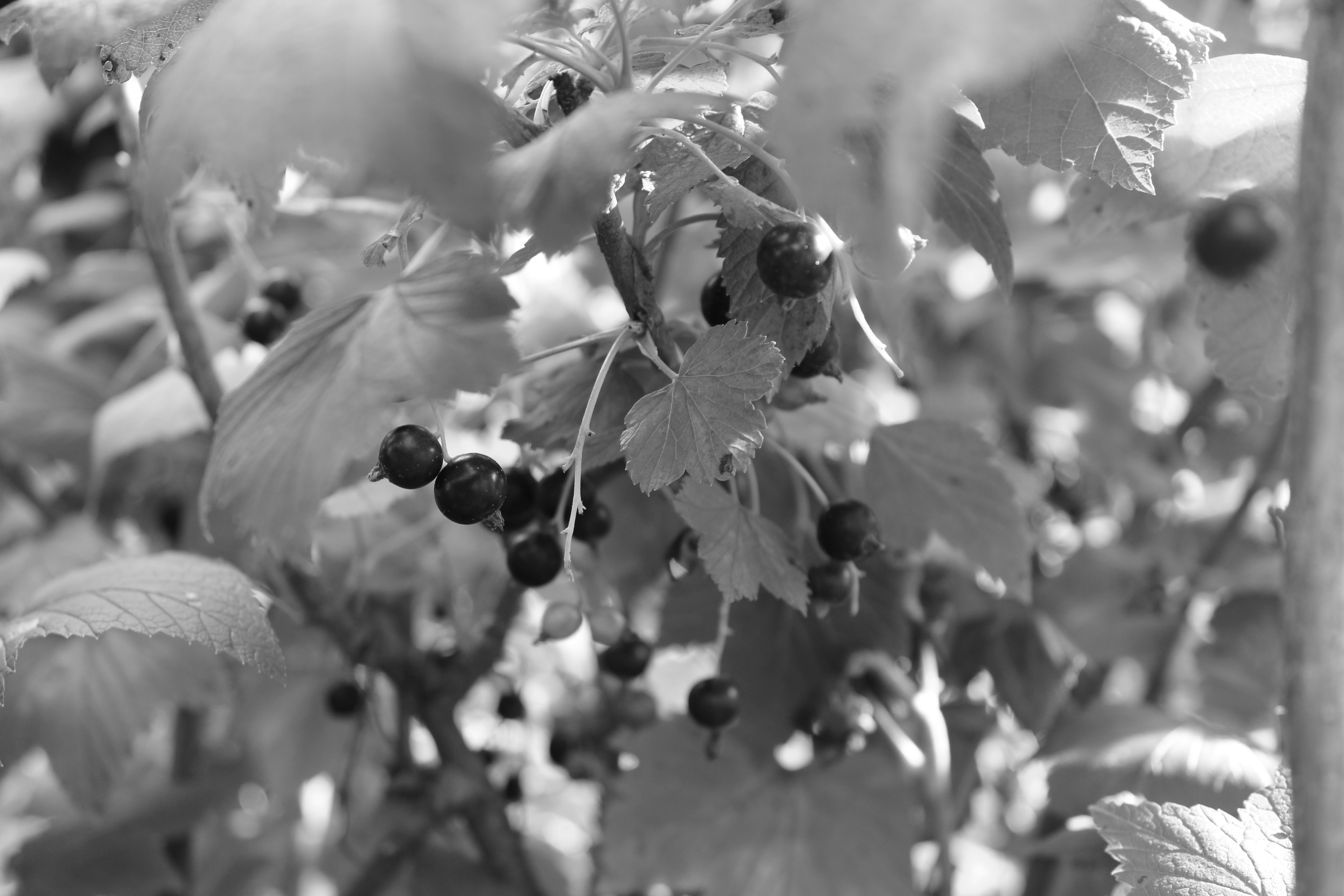 Dark Berries in a Quiet Thicket