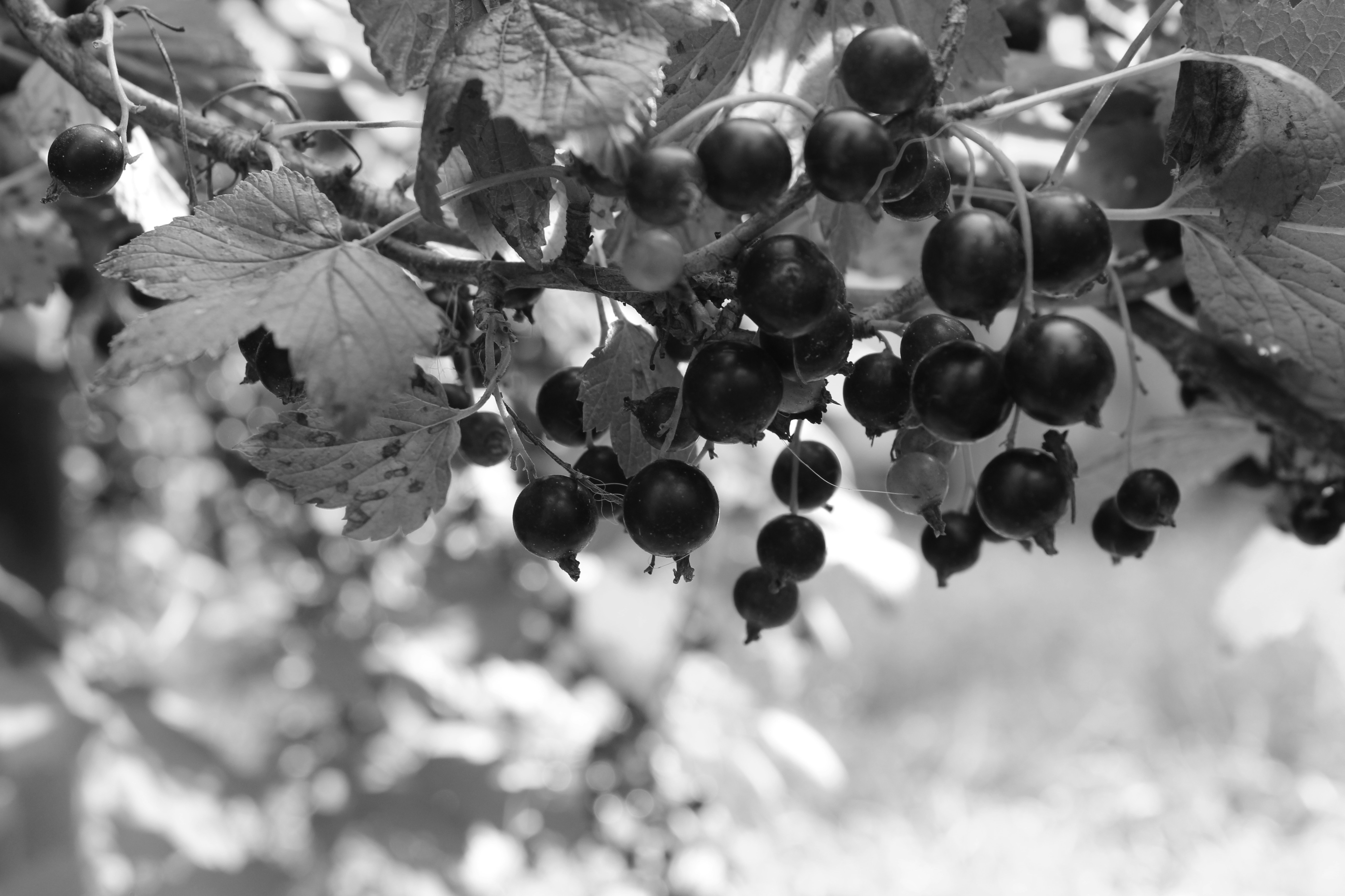 Ripened Berries in Soft Focus