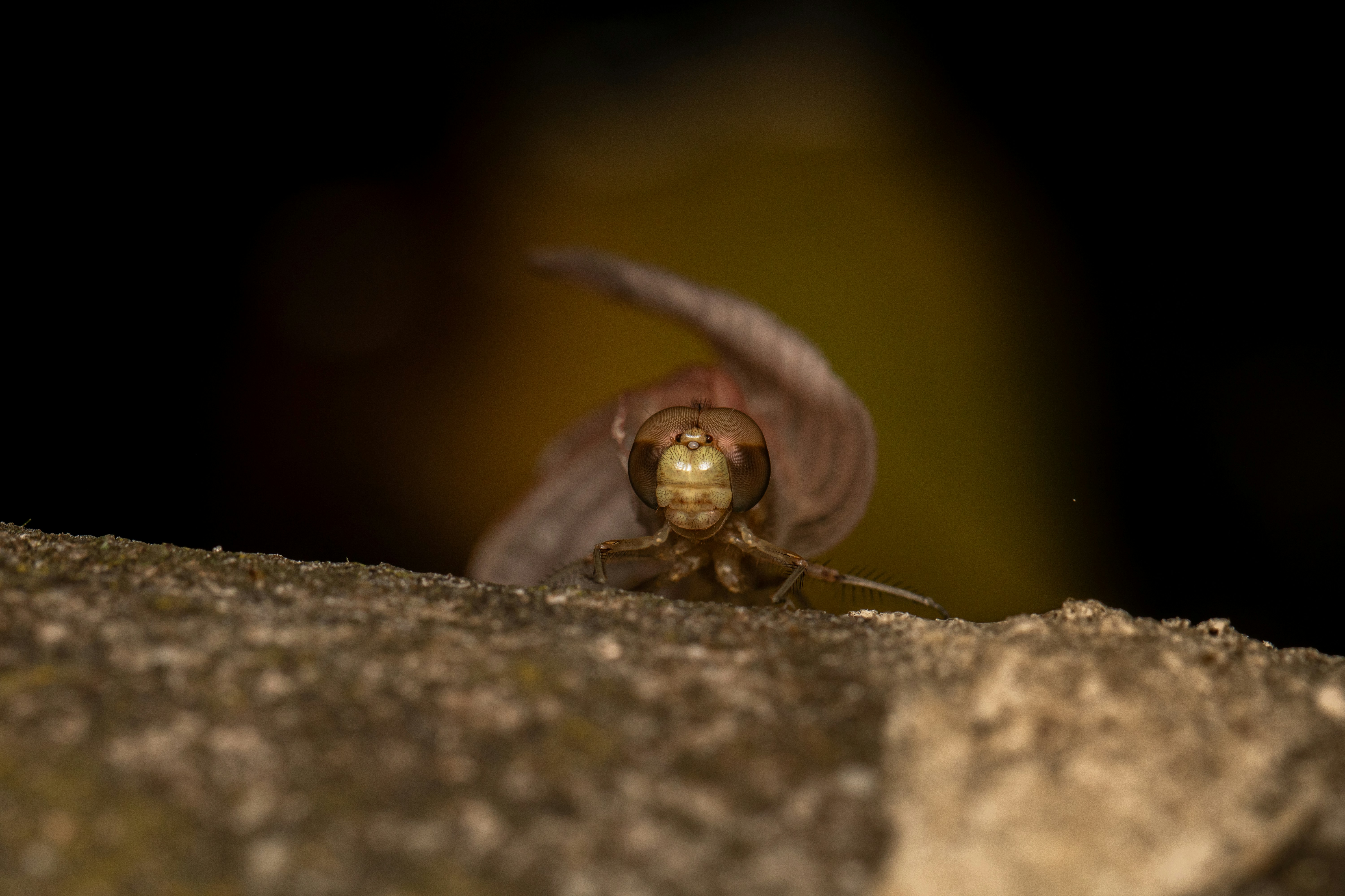 Near-Sighted Sentinel: A dragonfly on the edge