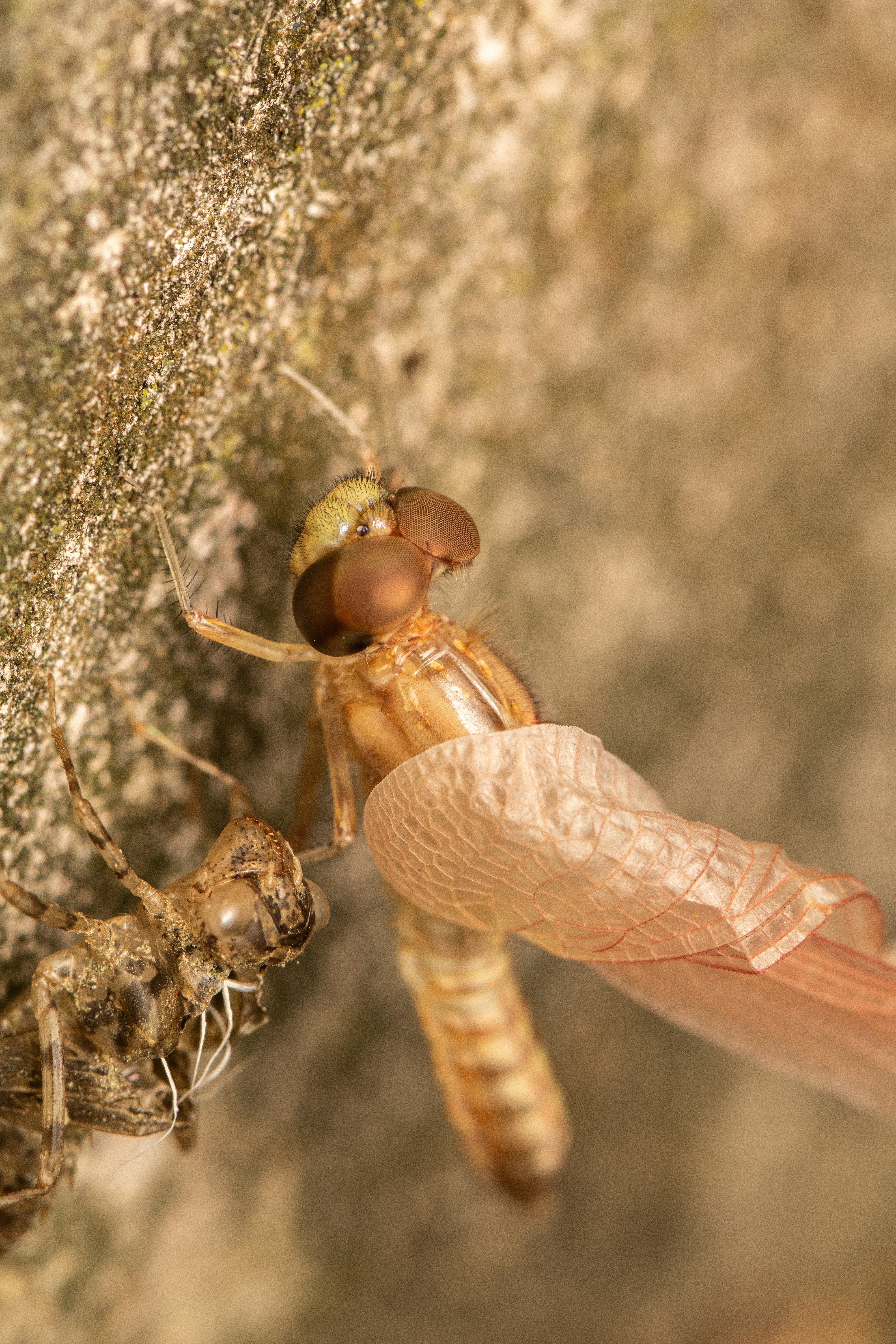 Amber-winged Dragonfly on Weathered Wall