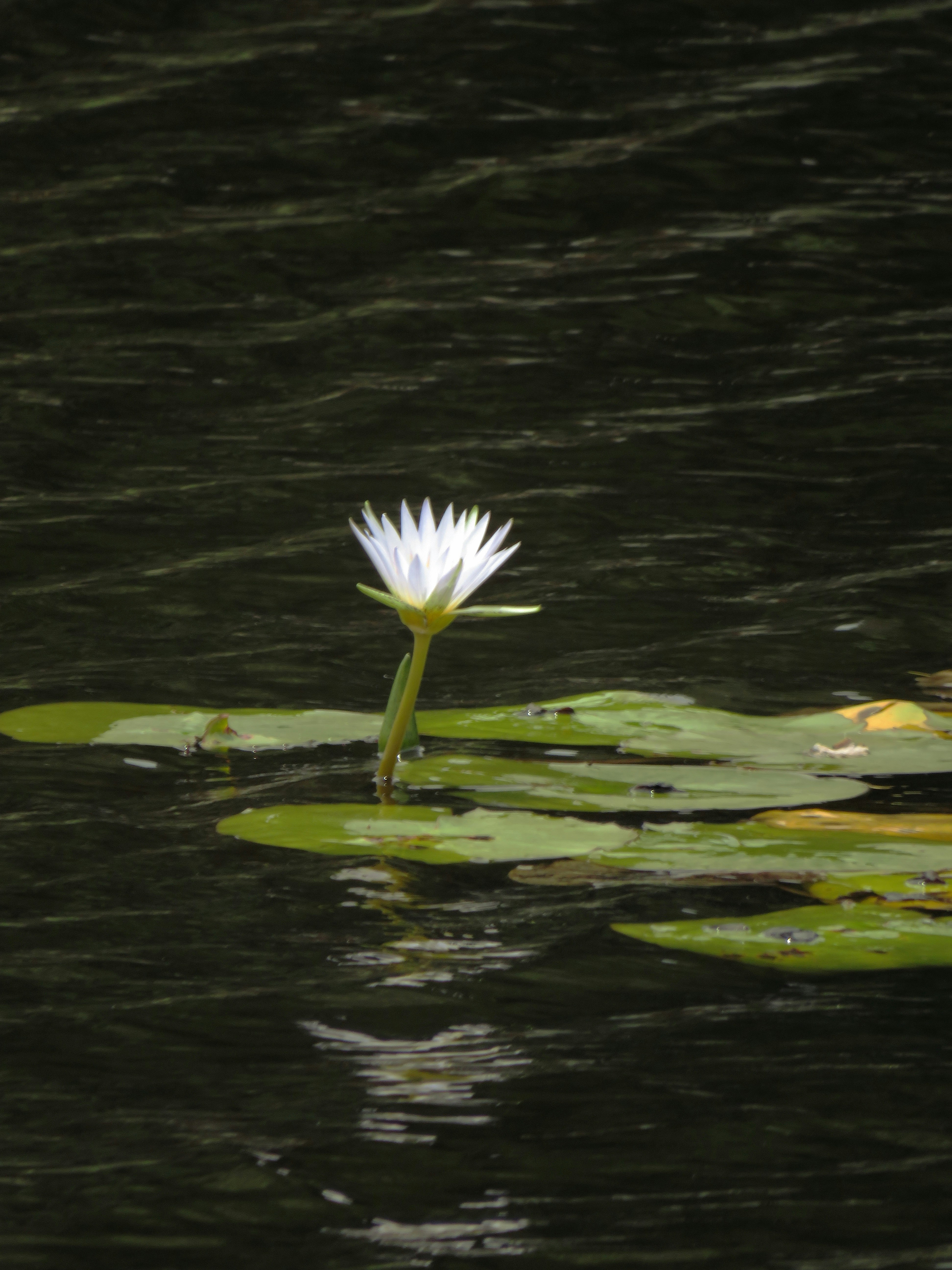 Floating Jewel: A White Water Lily Reaches for Quiet Light