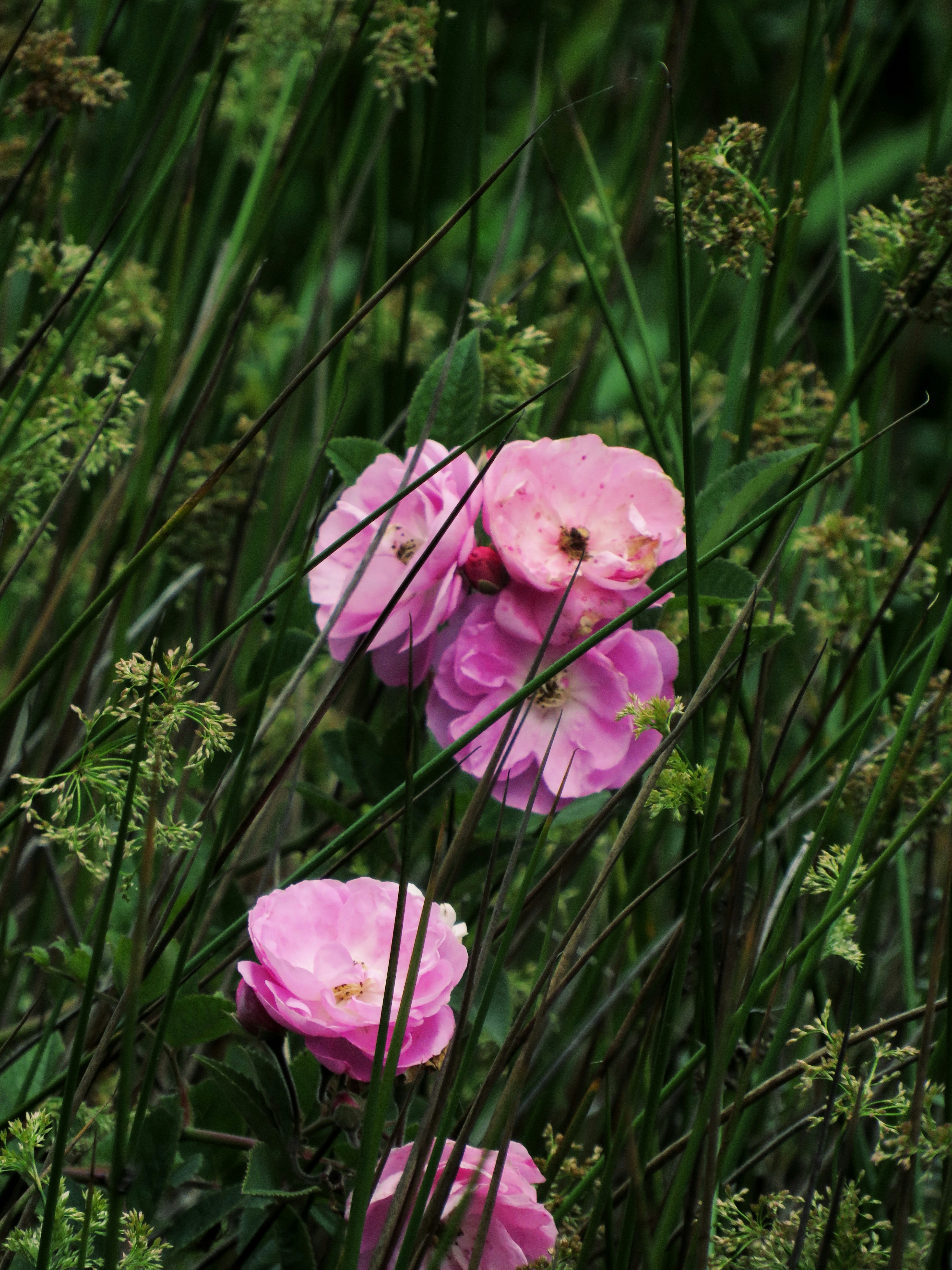 Pink Roses Quietly Surrounded by Tall Greenish Stems
