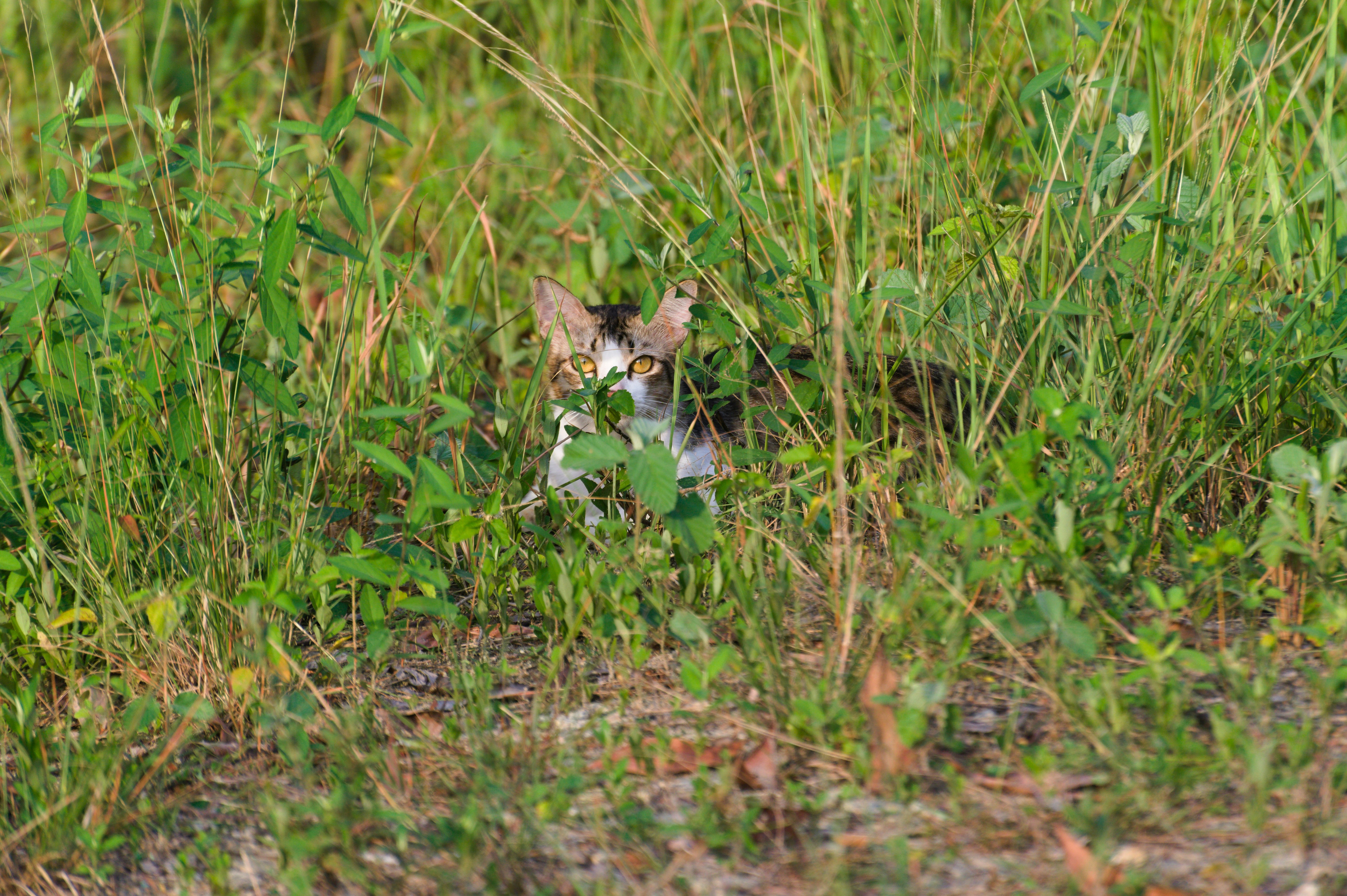 A small tabby cat peeks through tall grass and ground cover, its eyes focused on the viewer as it hides in a natural urban edge. A candid, nature-scene composition with a subtle foreground and earthy tones.