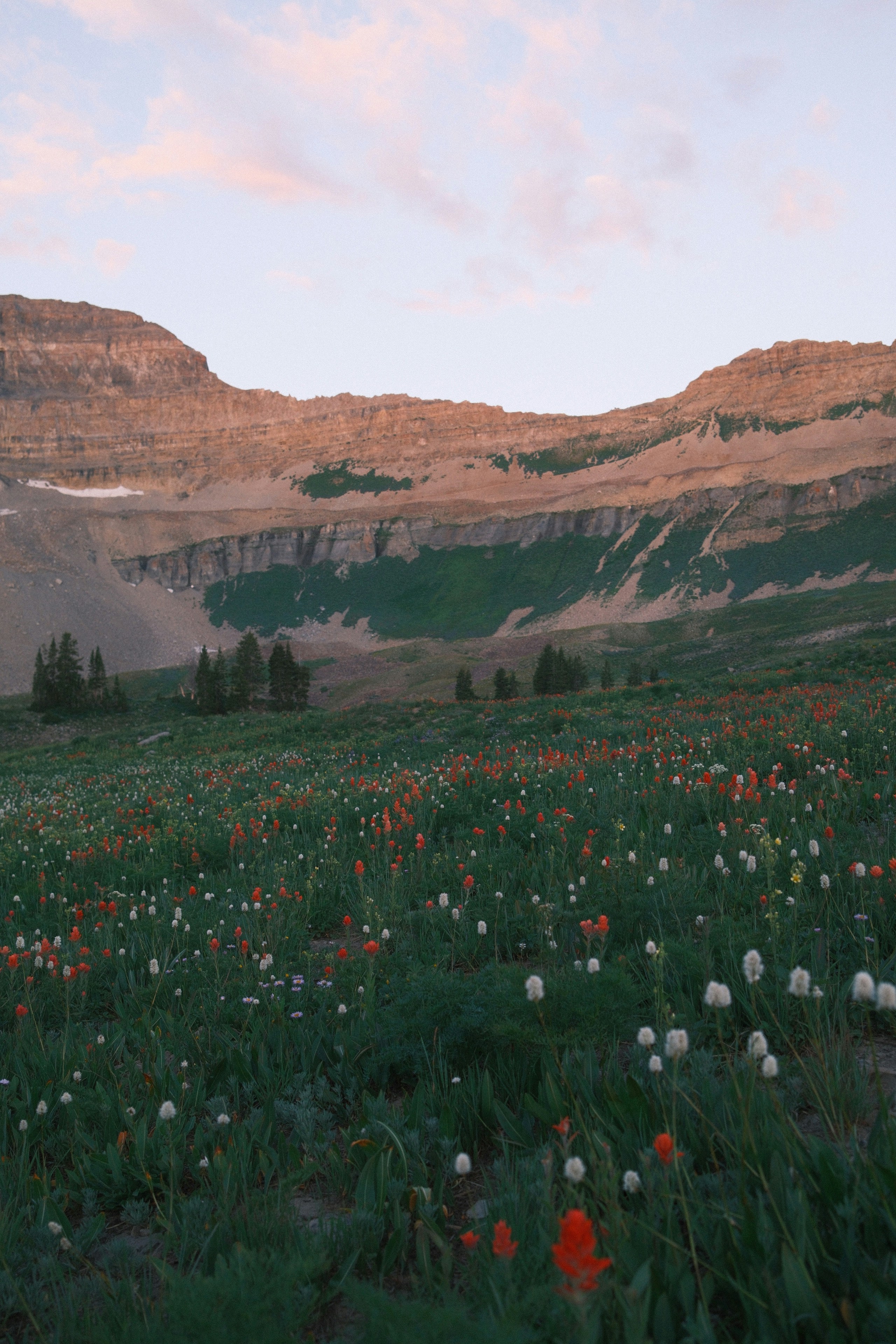 Valley Bloom: Lava Field Meadow Under Dawn