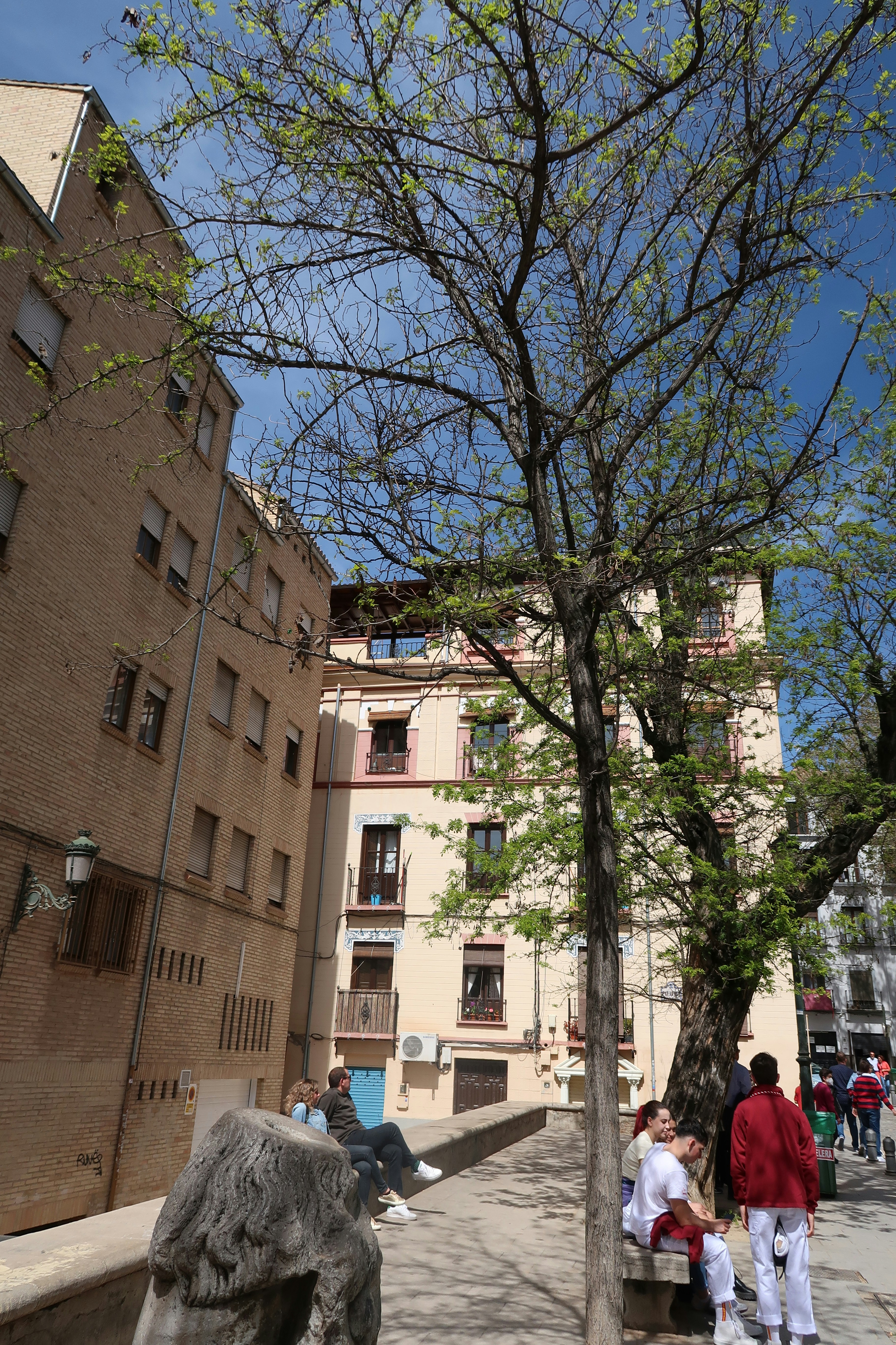 Urban courtyard where a tree leans toward a sunlit building street