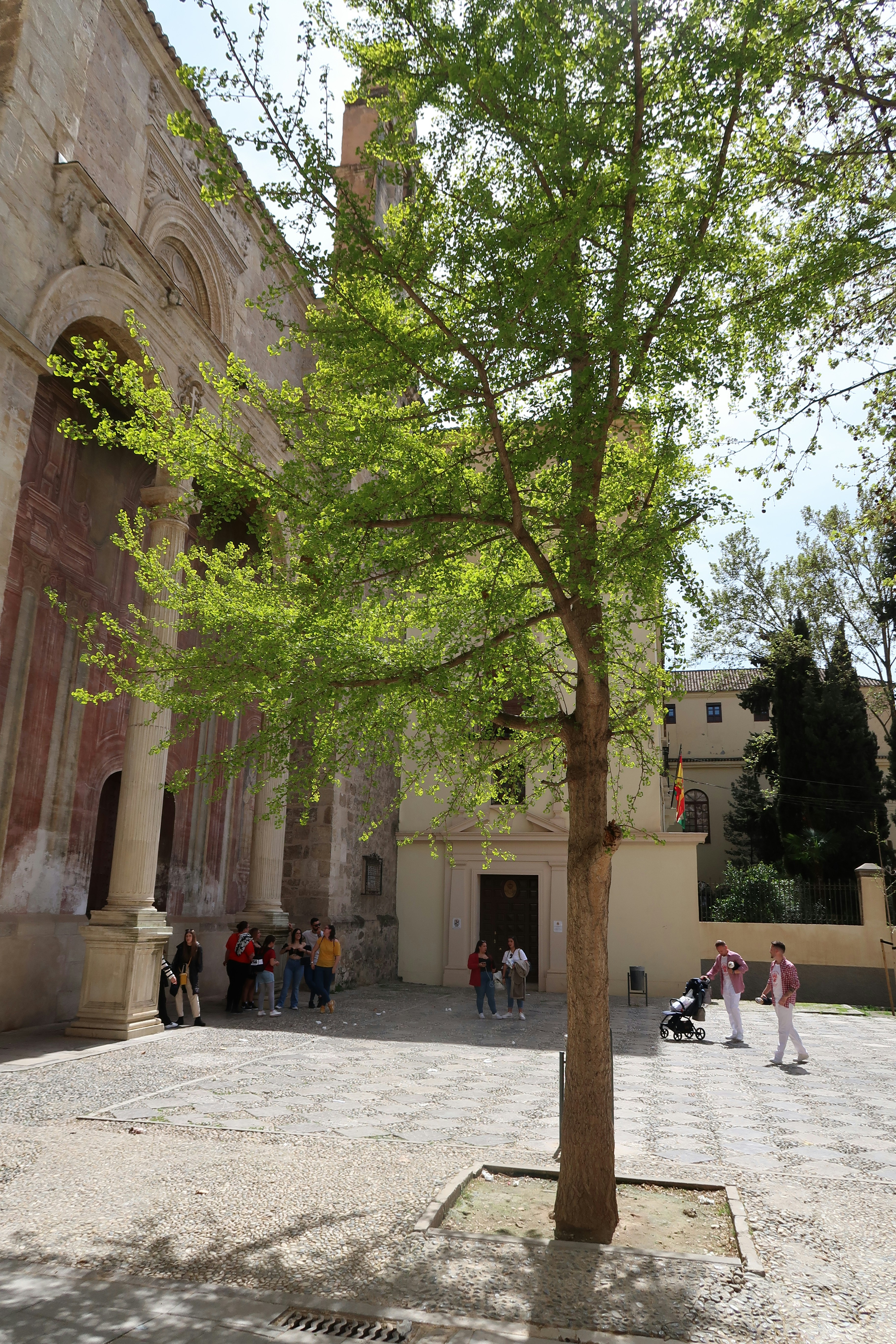 Sunlit Tree Framing an Ancient Entrance