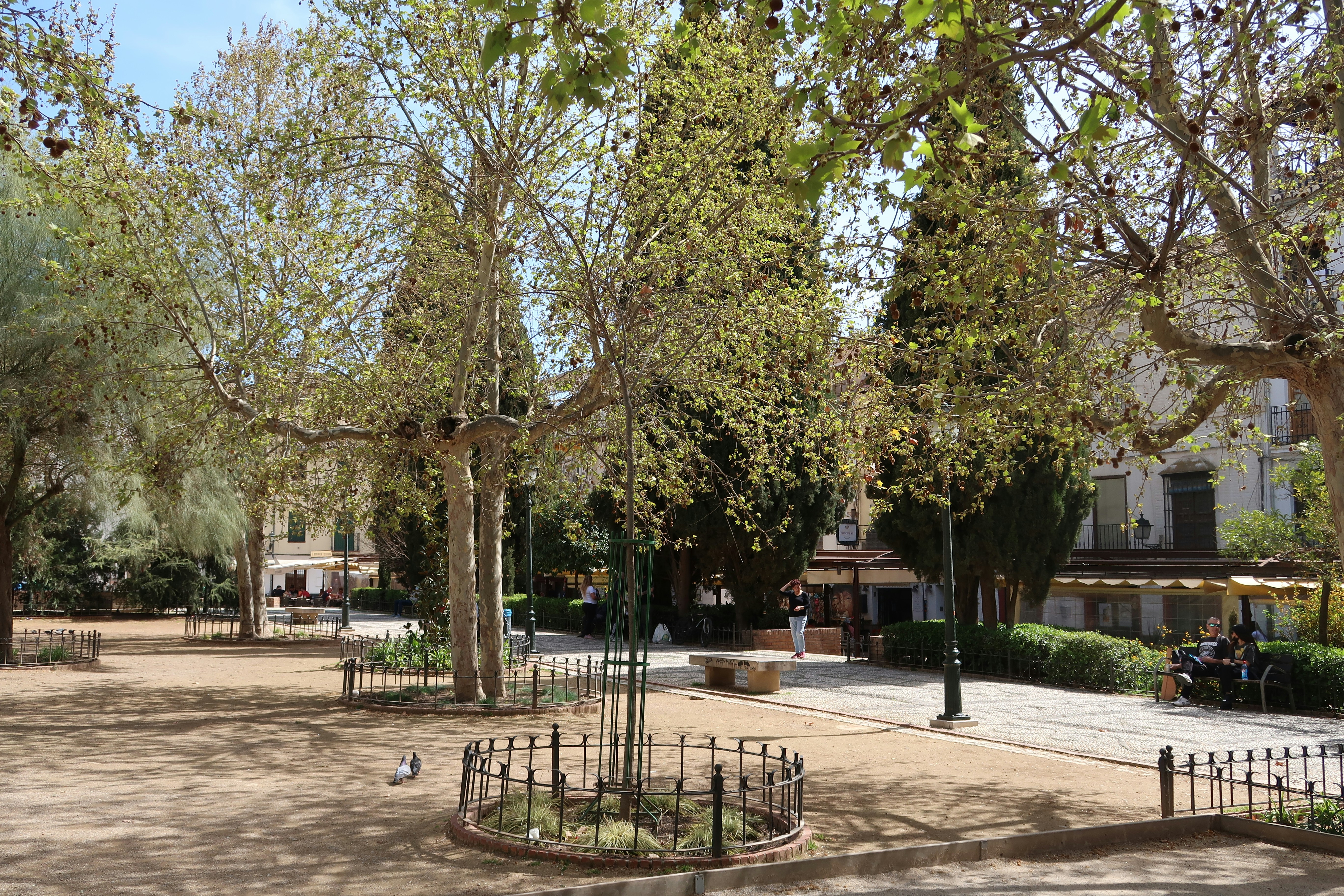 Shaded plaza with tree-ringed planter under a canopy of leaves