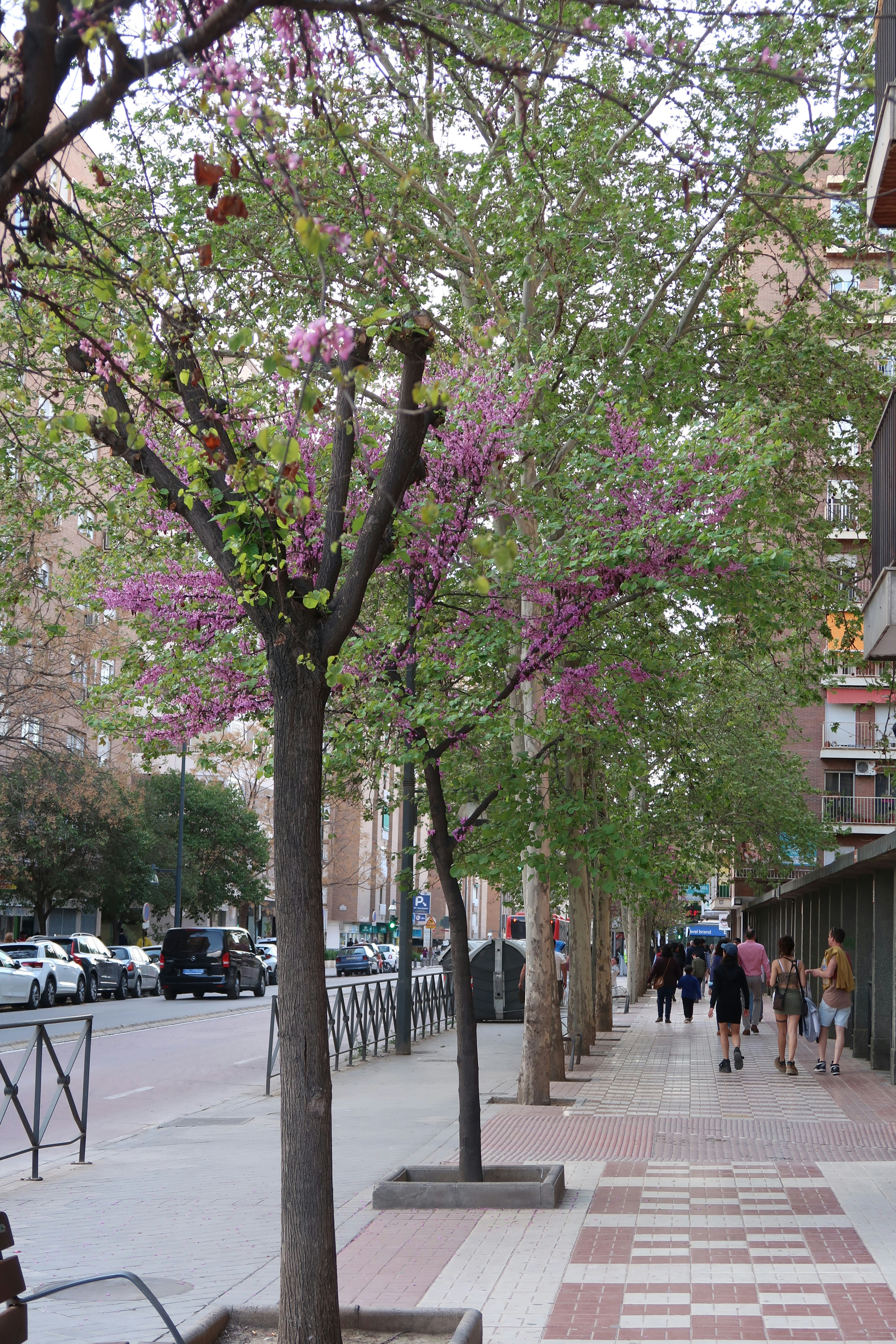 Pink blossoms lining a sunlit urban sidewalk
