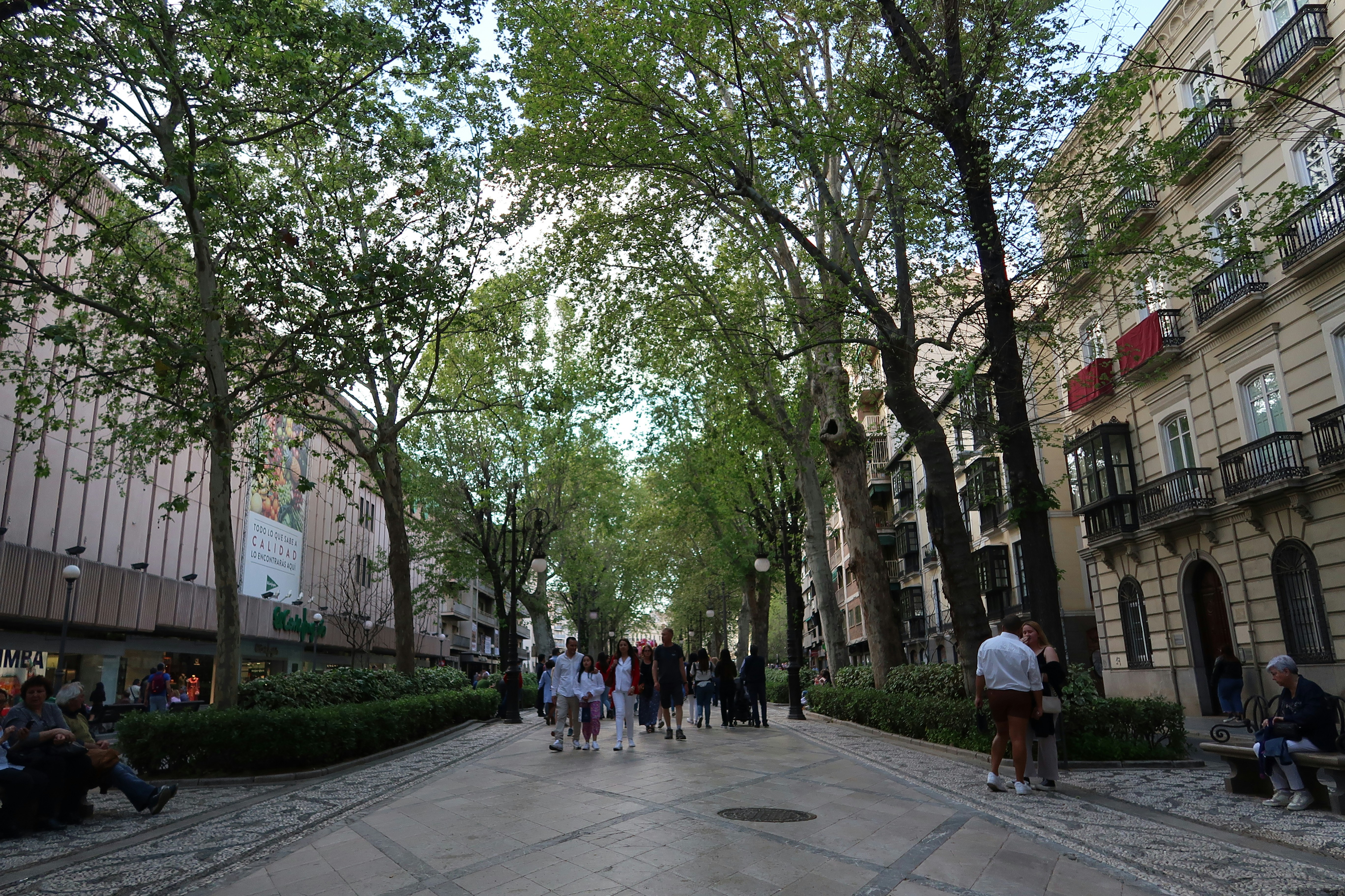 A Tree-Lined Urban Walkway Quietly Teems with Evening Pedestrians