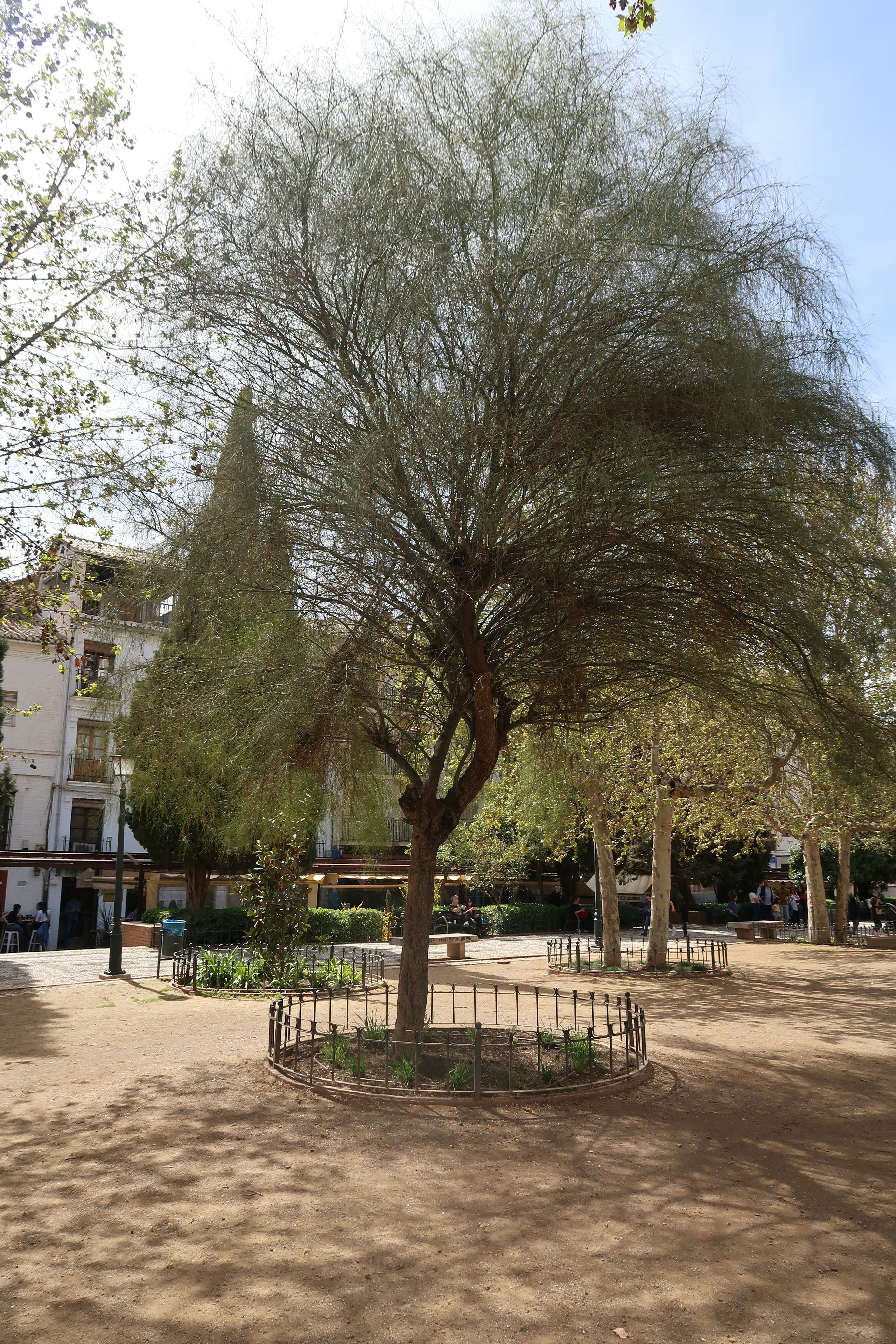 Tree Center Stage in Sunlit Courtyard