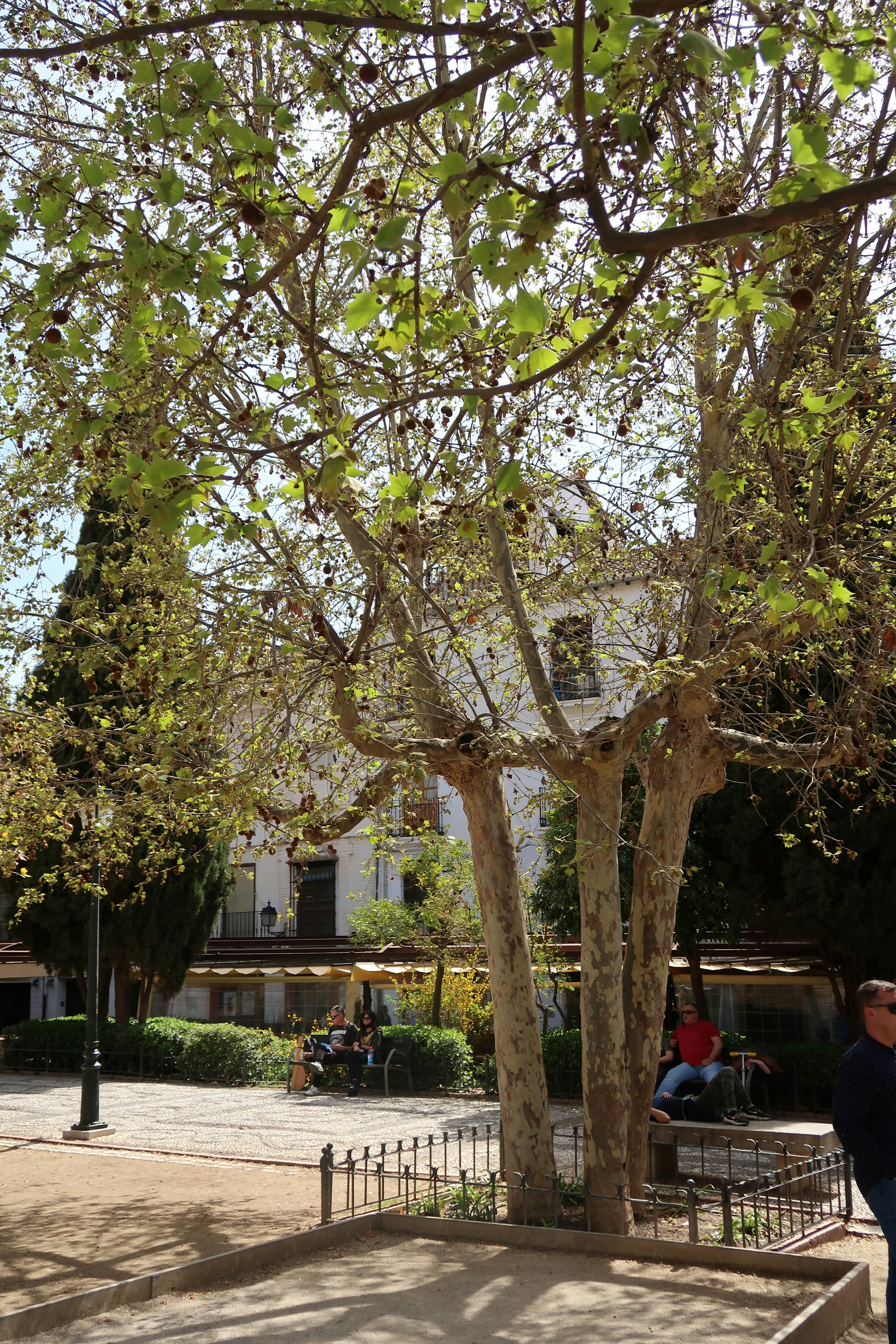 Shade and Social Square: Light, Trees, and a Town Bench