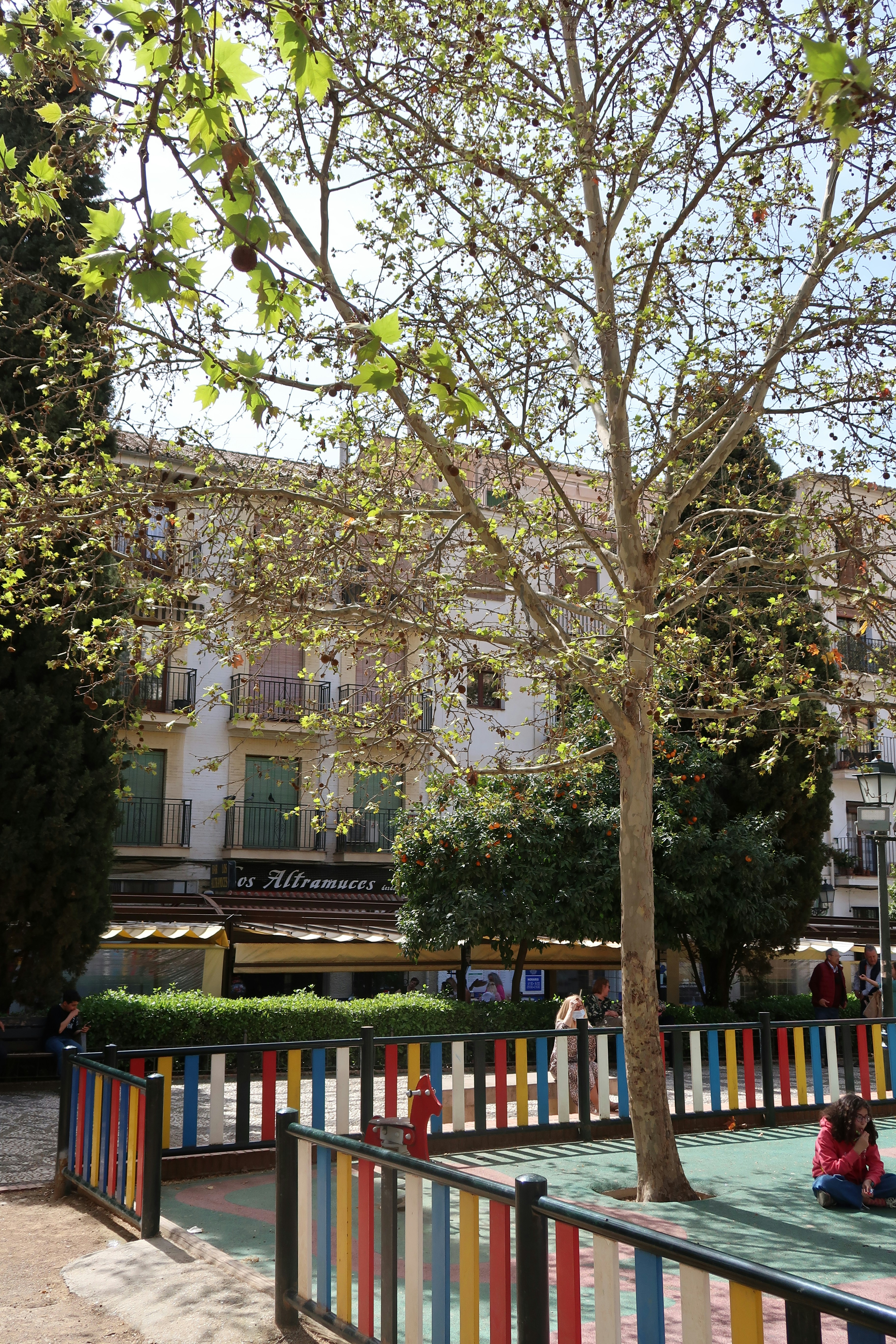 Tree in a sunlit plaza overlooking a colorful fenced playground