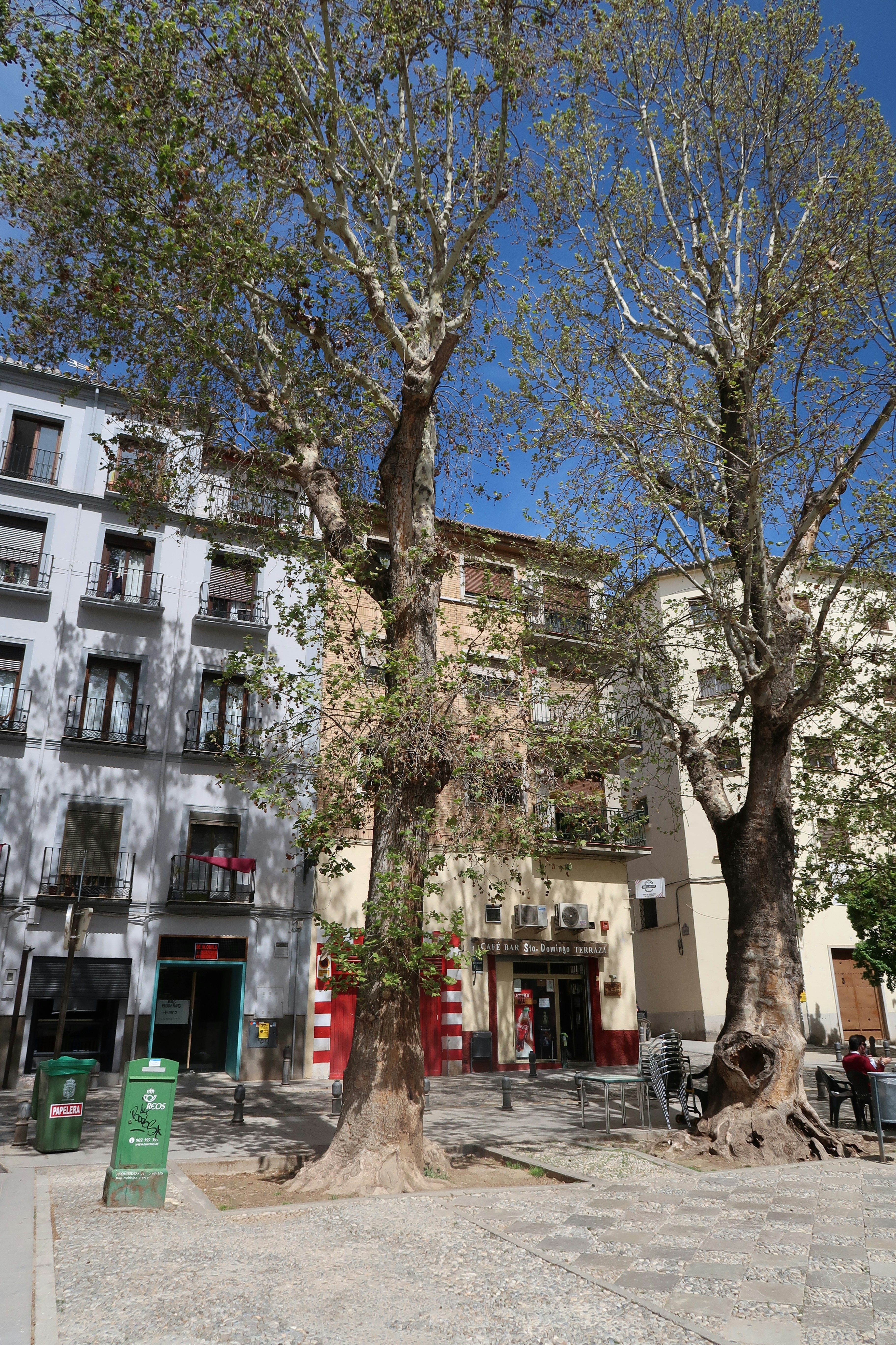 Sunlit Plaza: Tree Giants Framing a European Street