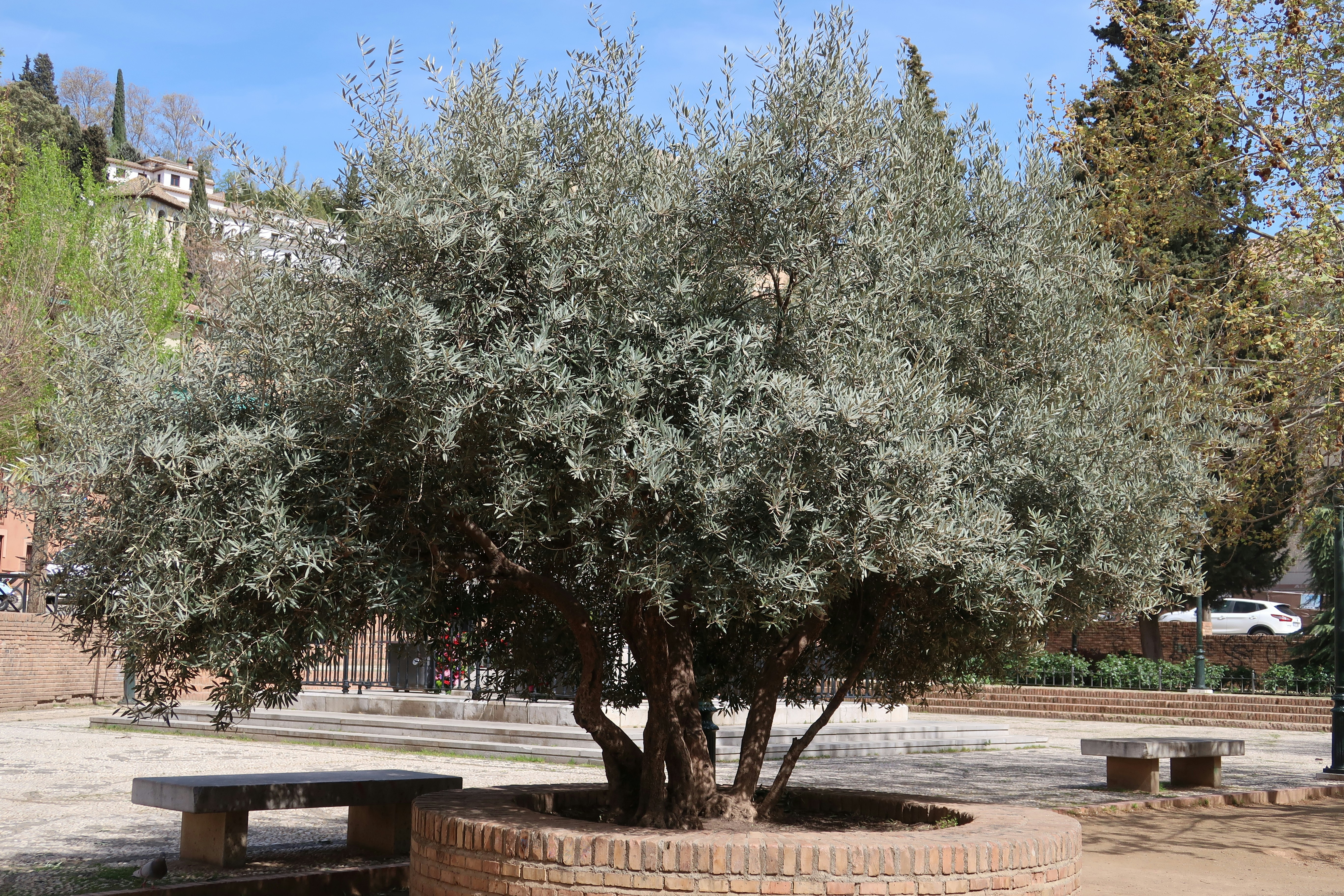 Olive Tree Courtyard: A Quiet Plaza Framed by Stone and Sky
