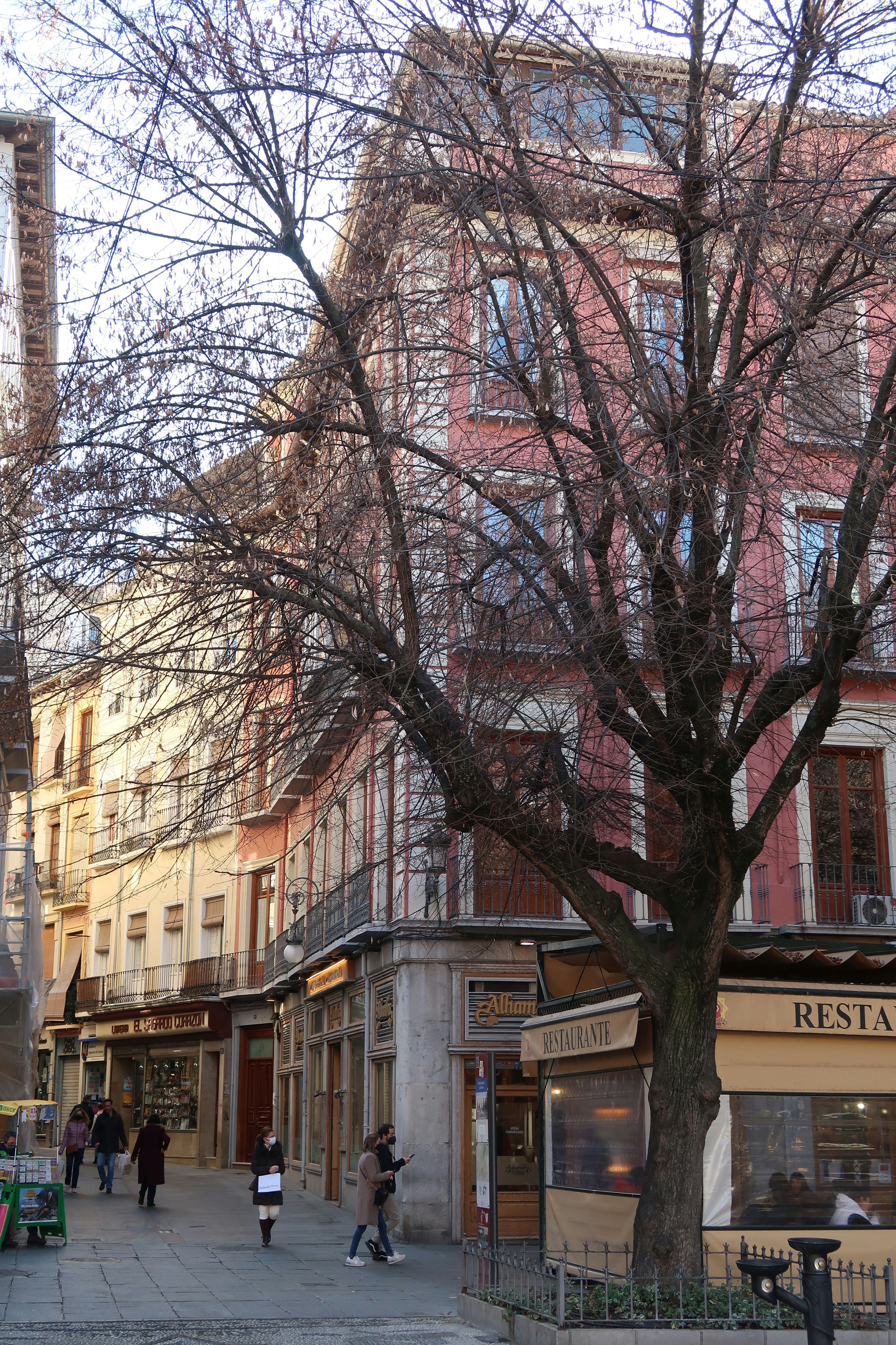 Winter Street Facade Beneath a Leafless Tree