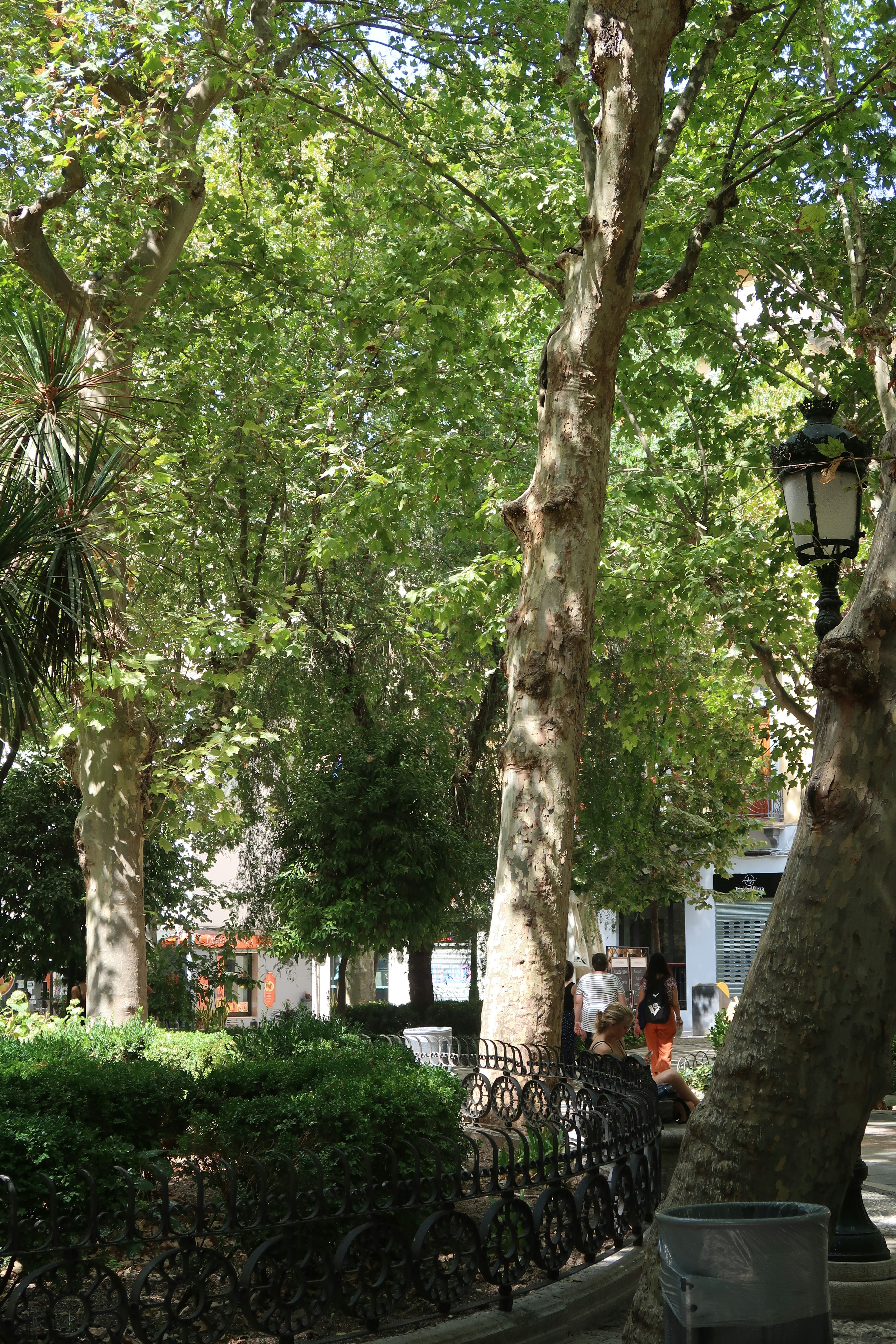Shaded Square: Sunlit Trunked Trees Framing a Quiet Urban Meeting