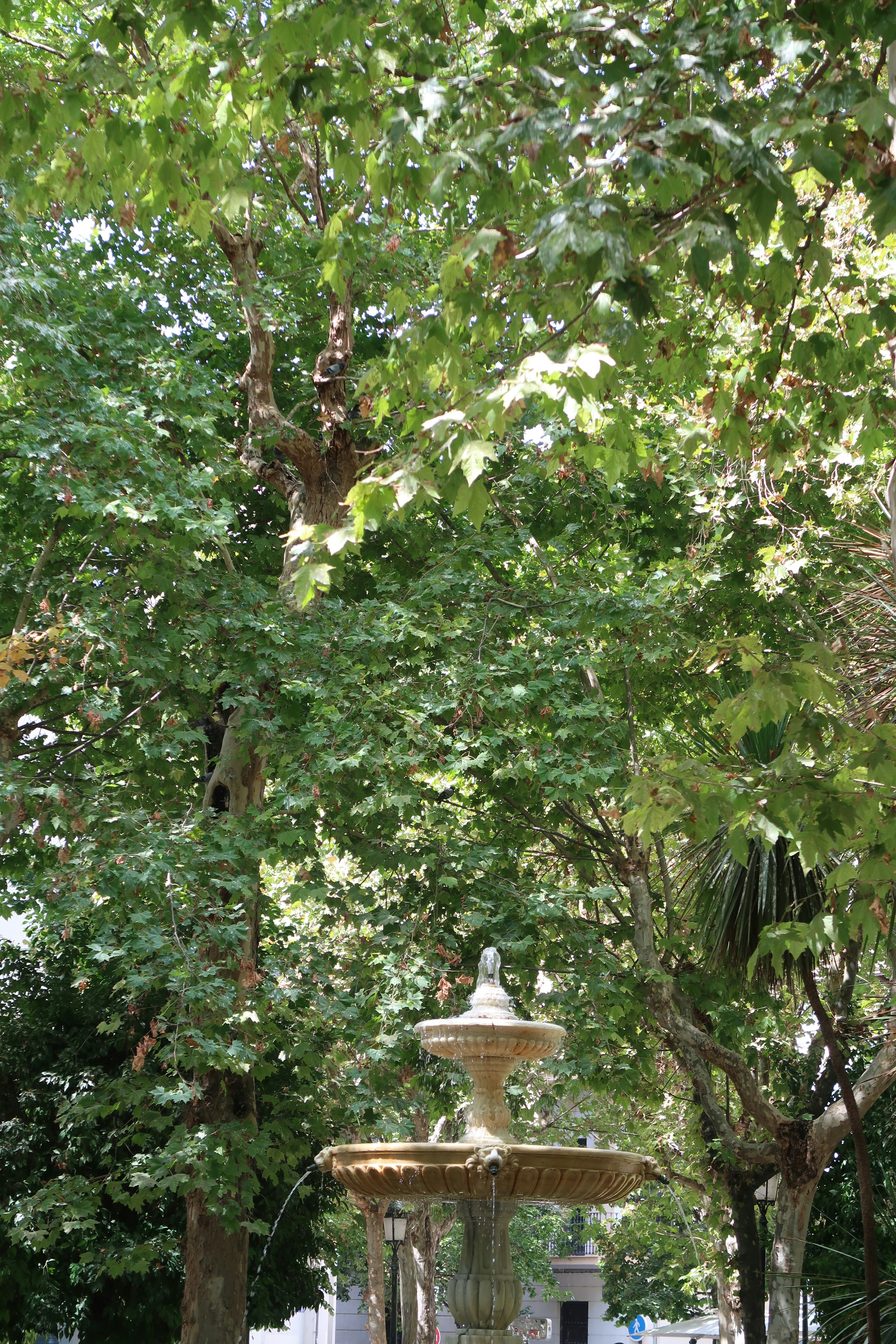 Hidden Oasis: A Sunlit Fountain Beneath a Canopy of Green