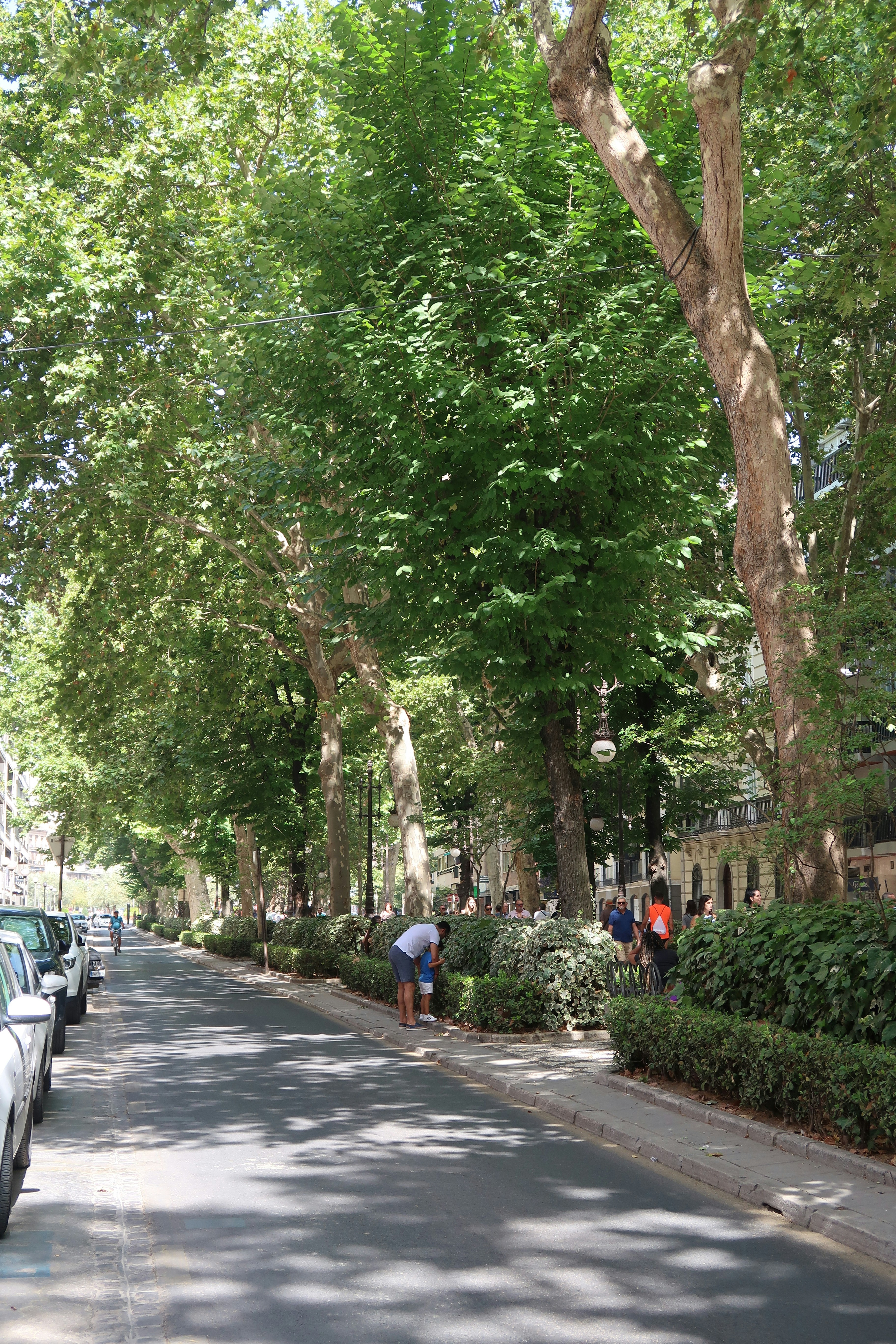 Sunlit Avenue: Tree Canopy Over a Quiet City Walk