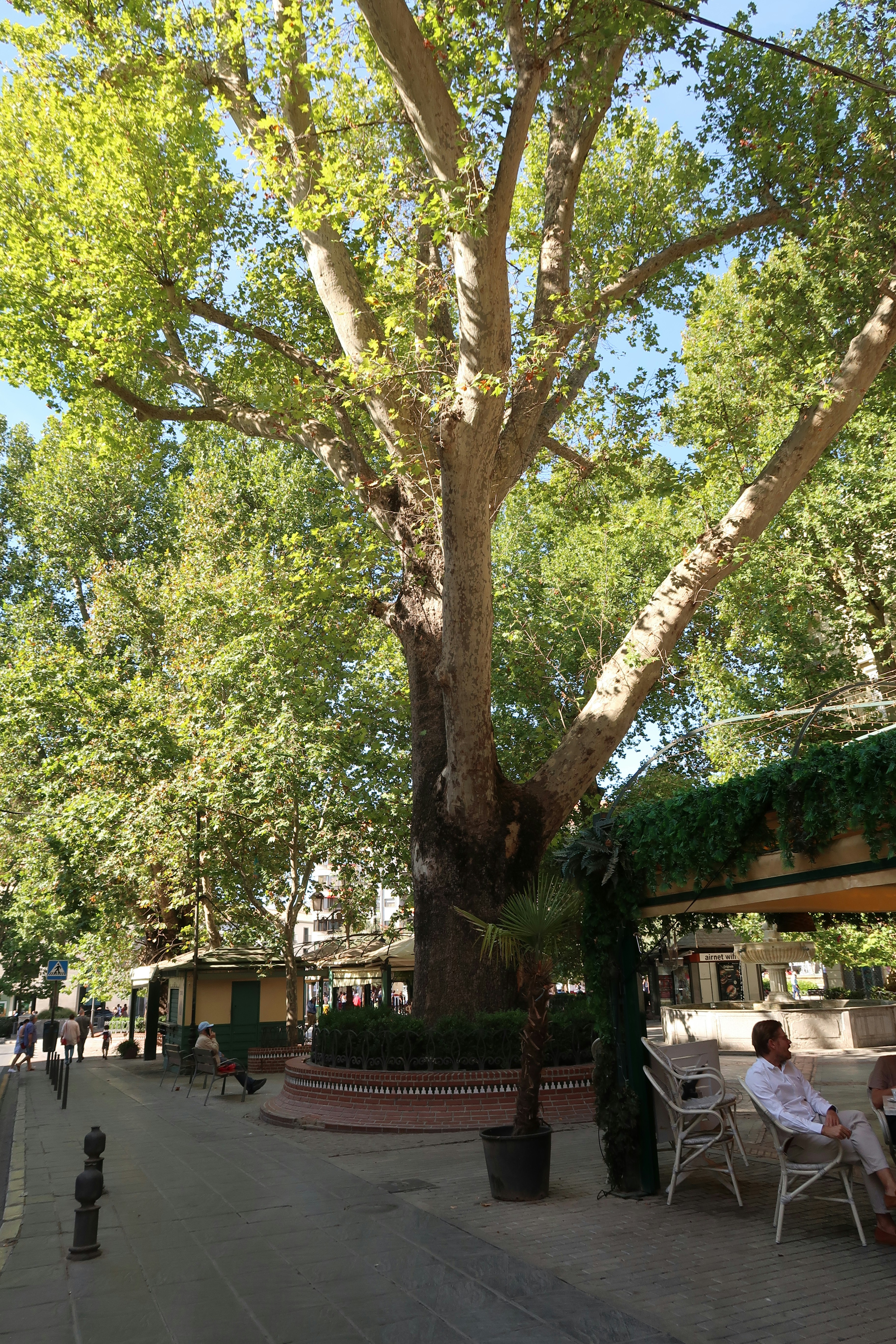 Giant Tree Canopy Overlooking a Quiet Plaza