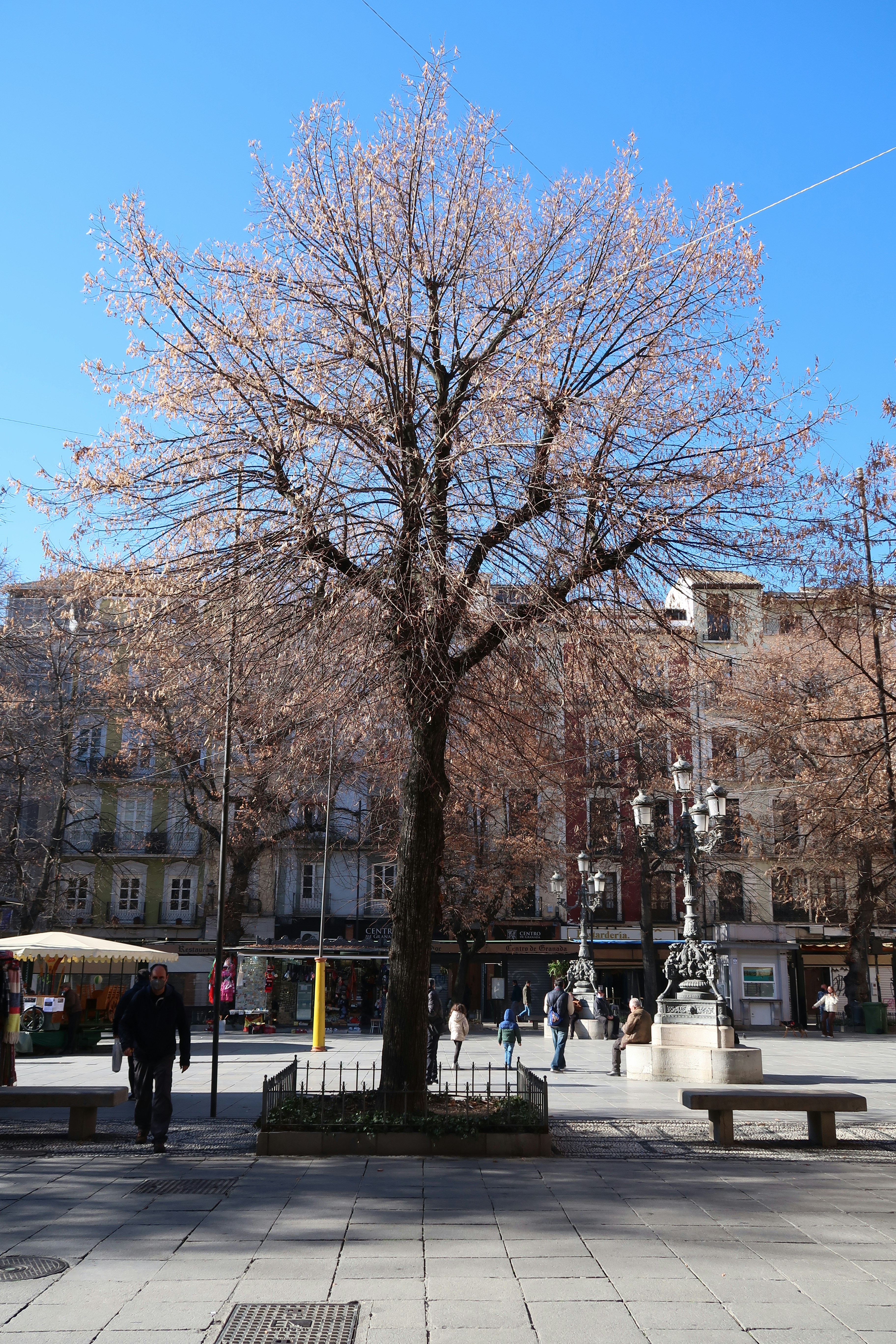  Blossom Tree Centerstage Over a Bustling City Square
