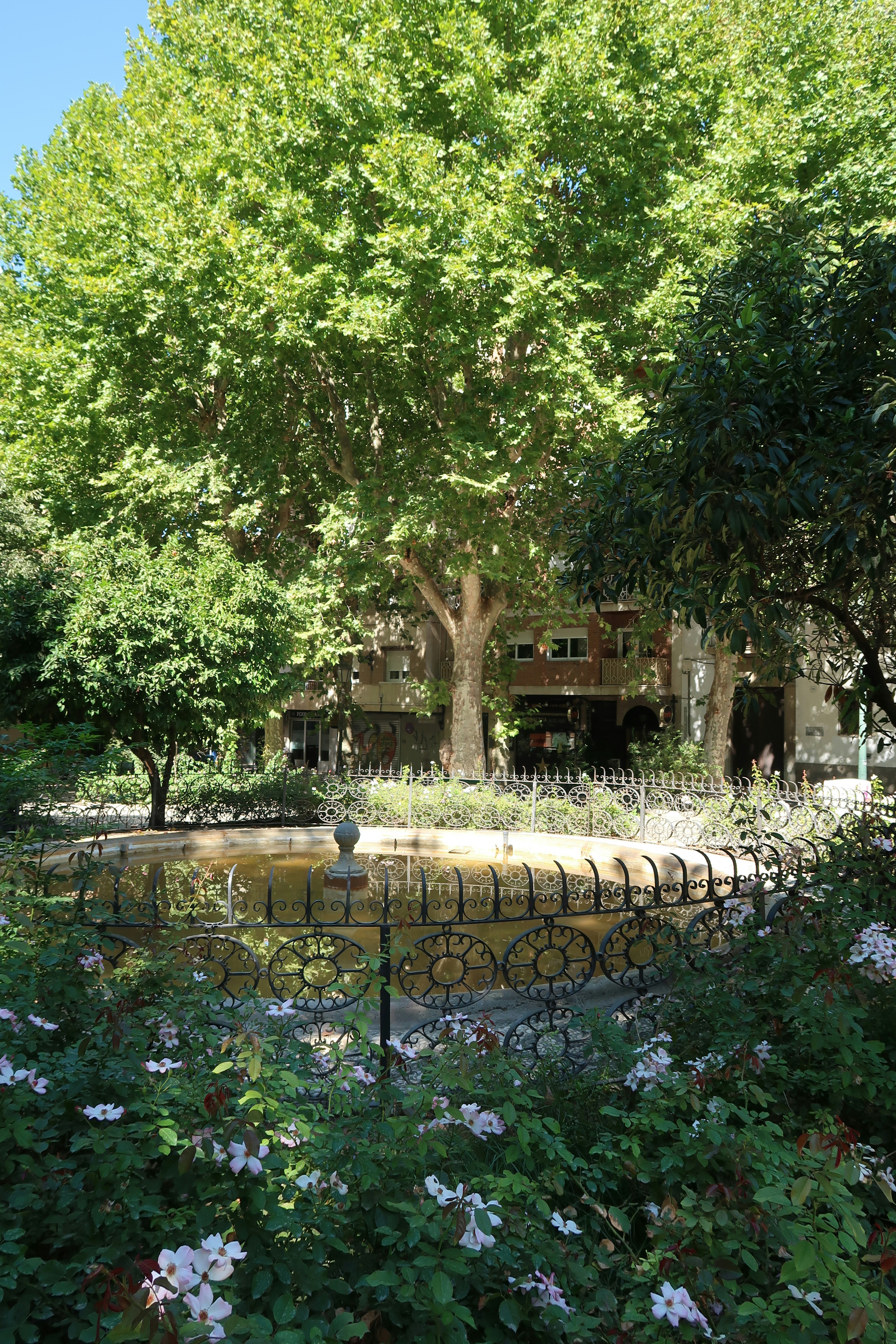 Shaded courtyard pond framed by blossoms and a towering maple