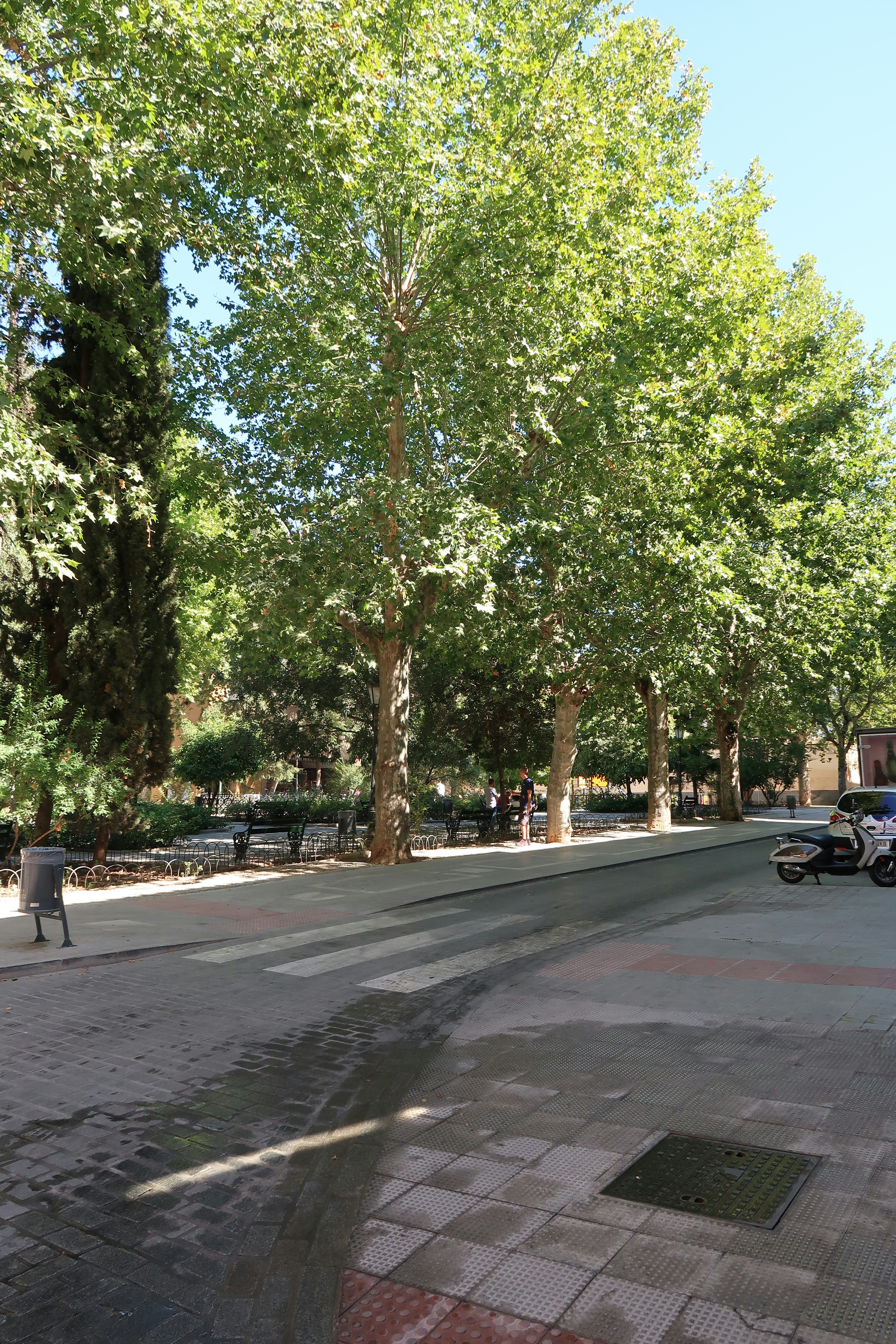 Sunlit Avenue under a Canopy of Trees