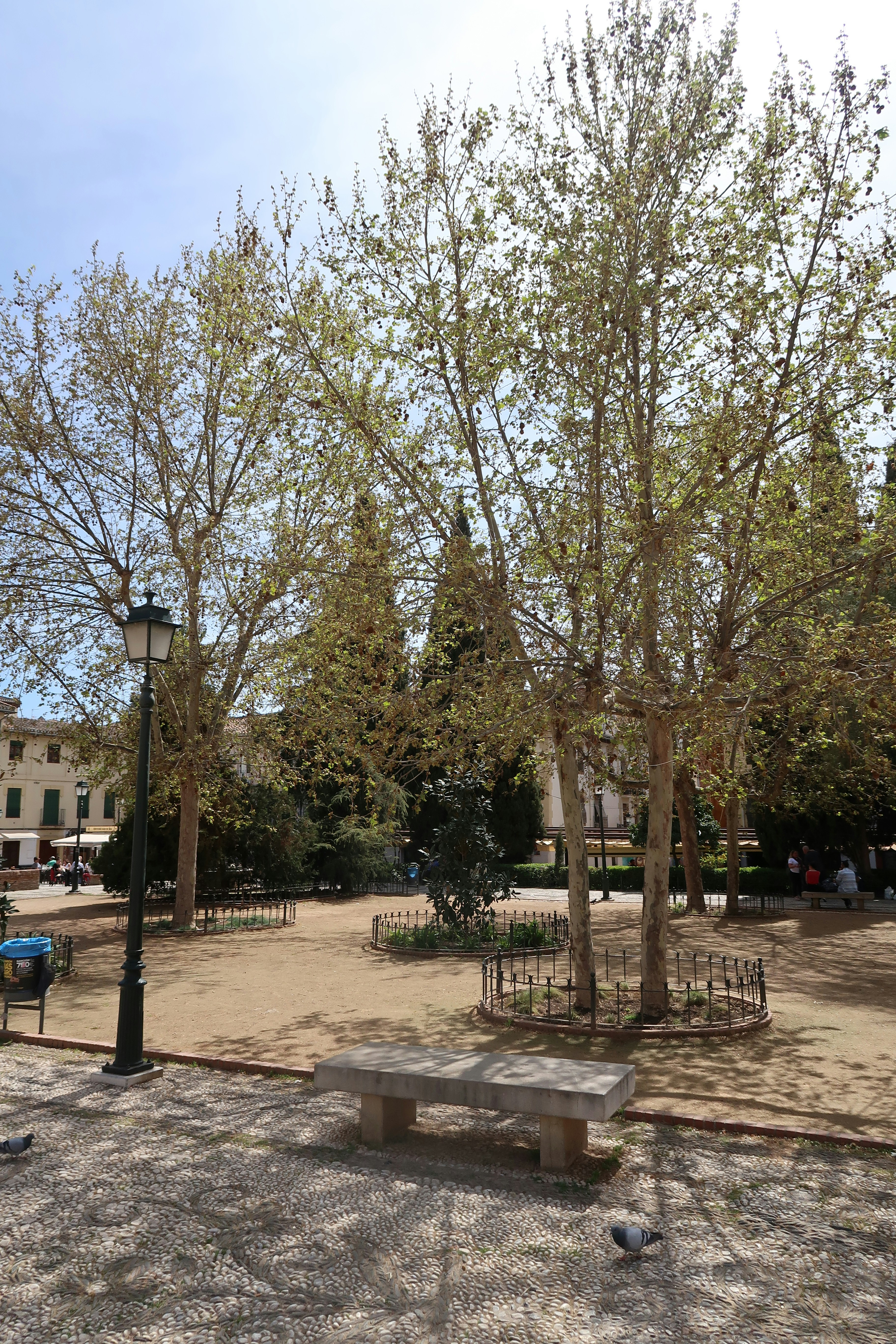 Quiet Park Bench Beneath Cascading Trees at Midday