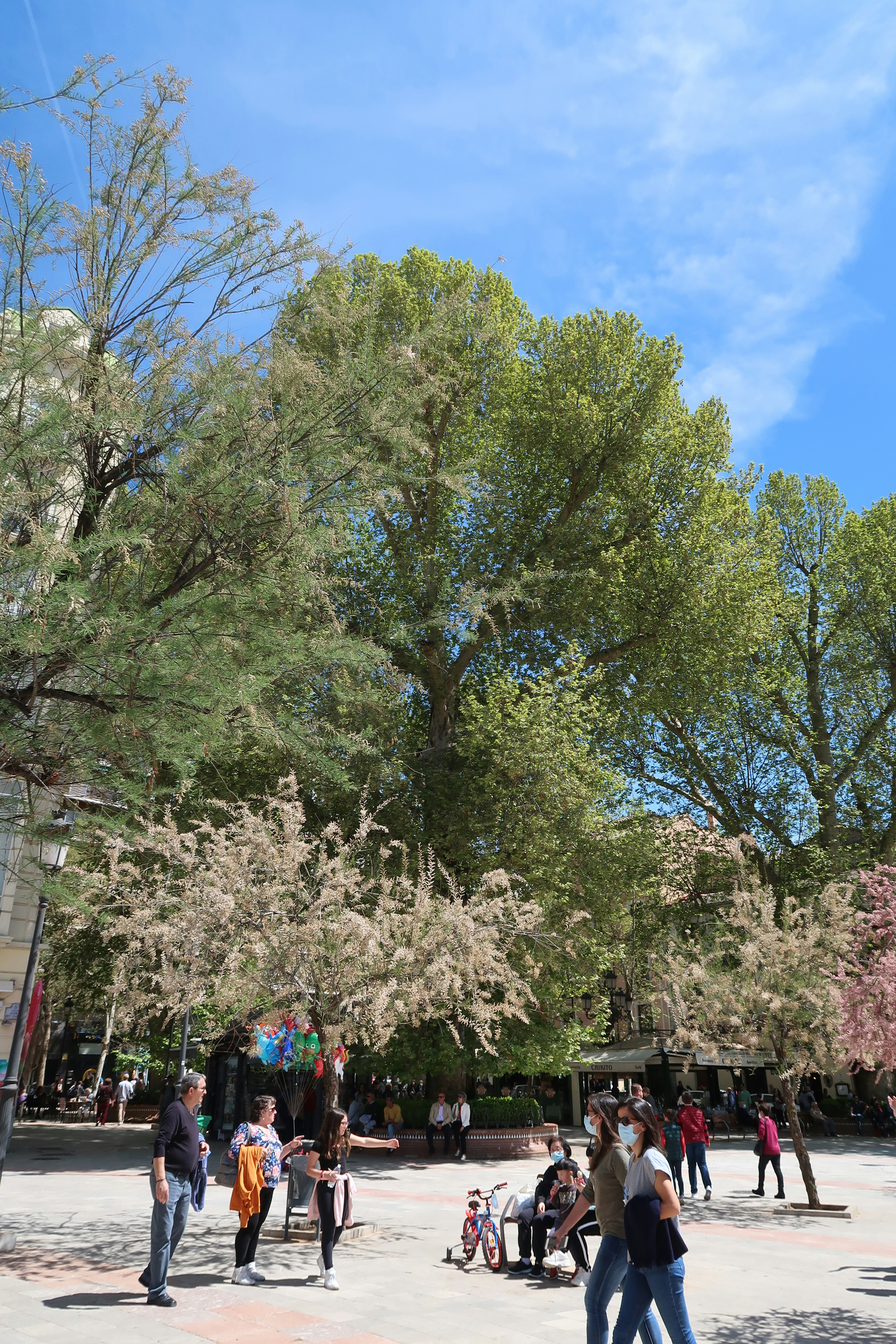 Sunlit Plaza Beneath a Canopy of Spring Trees