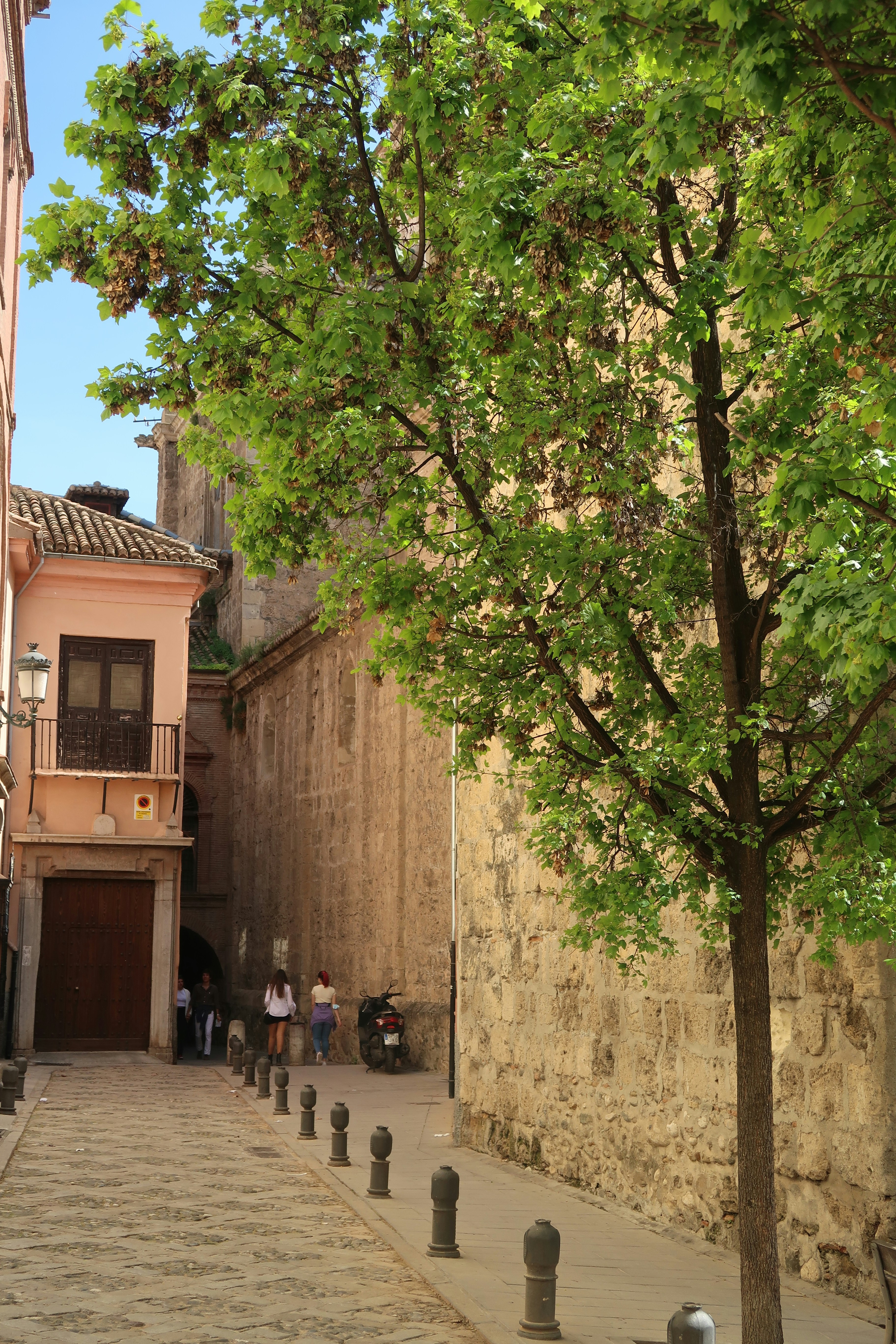 Sunlit Alleyway Under a Green Cathedral