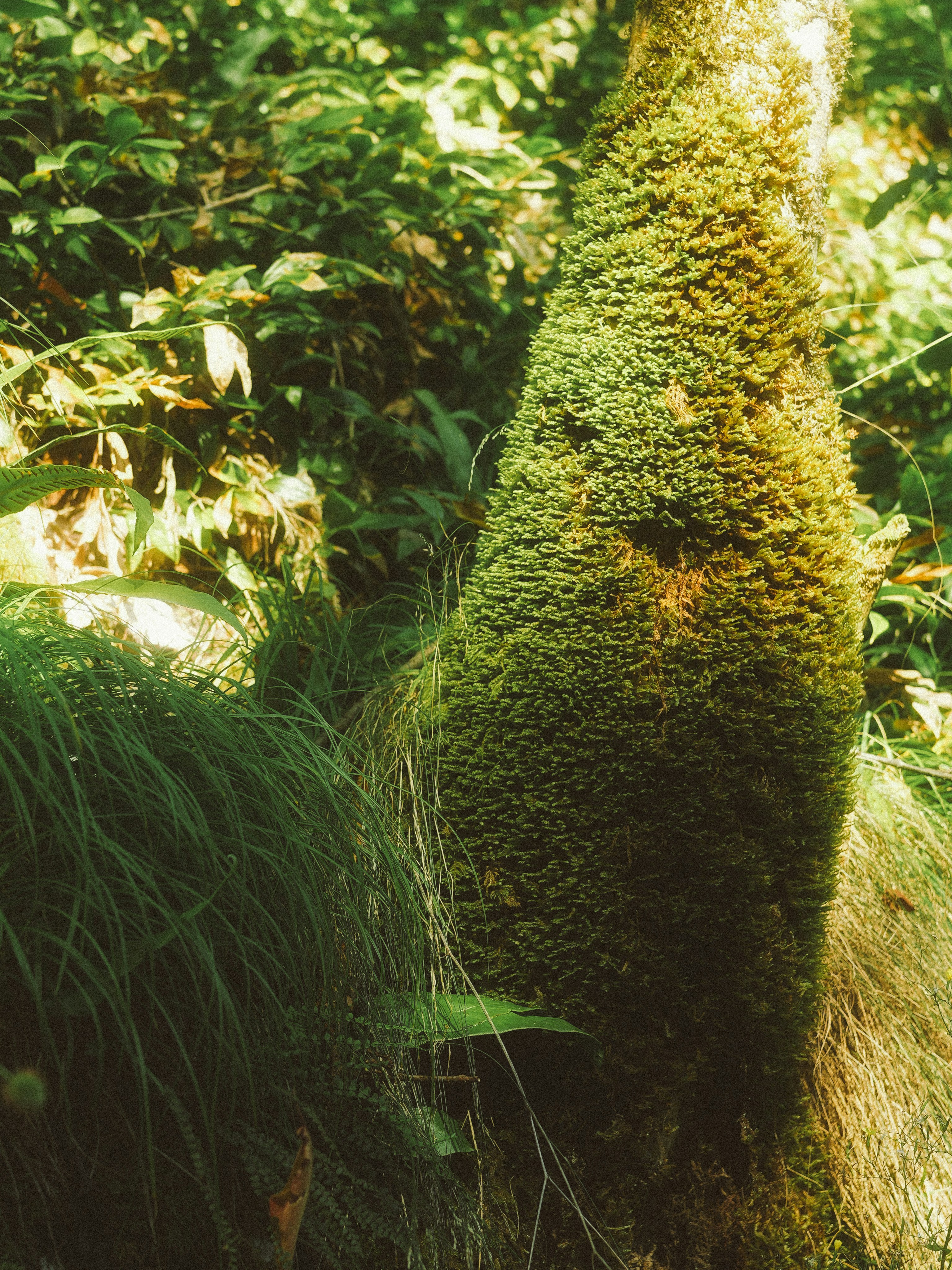Moss-Capped Trunk Reaching Into Lighted Understory