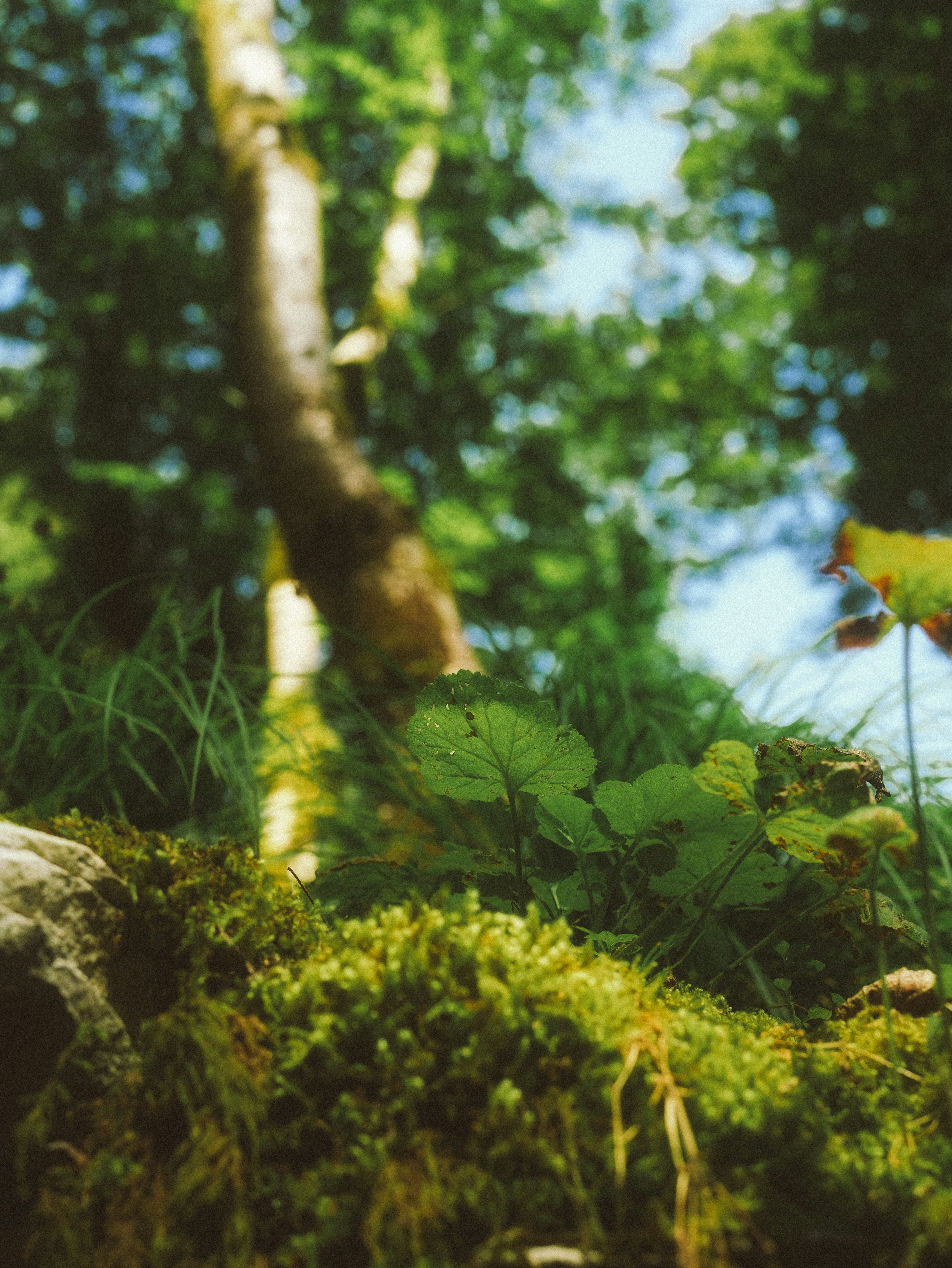 Forest Floor in Soft Focus: Moss, Leaves, and a Sunlit Trunk