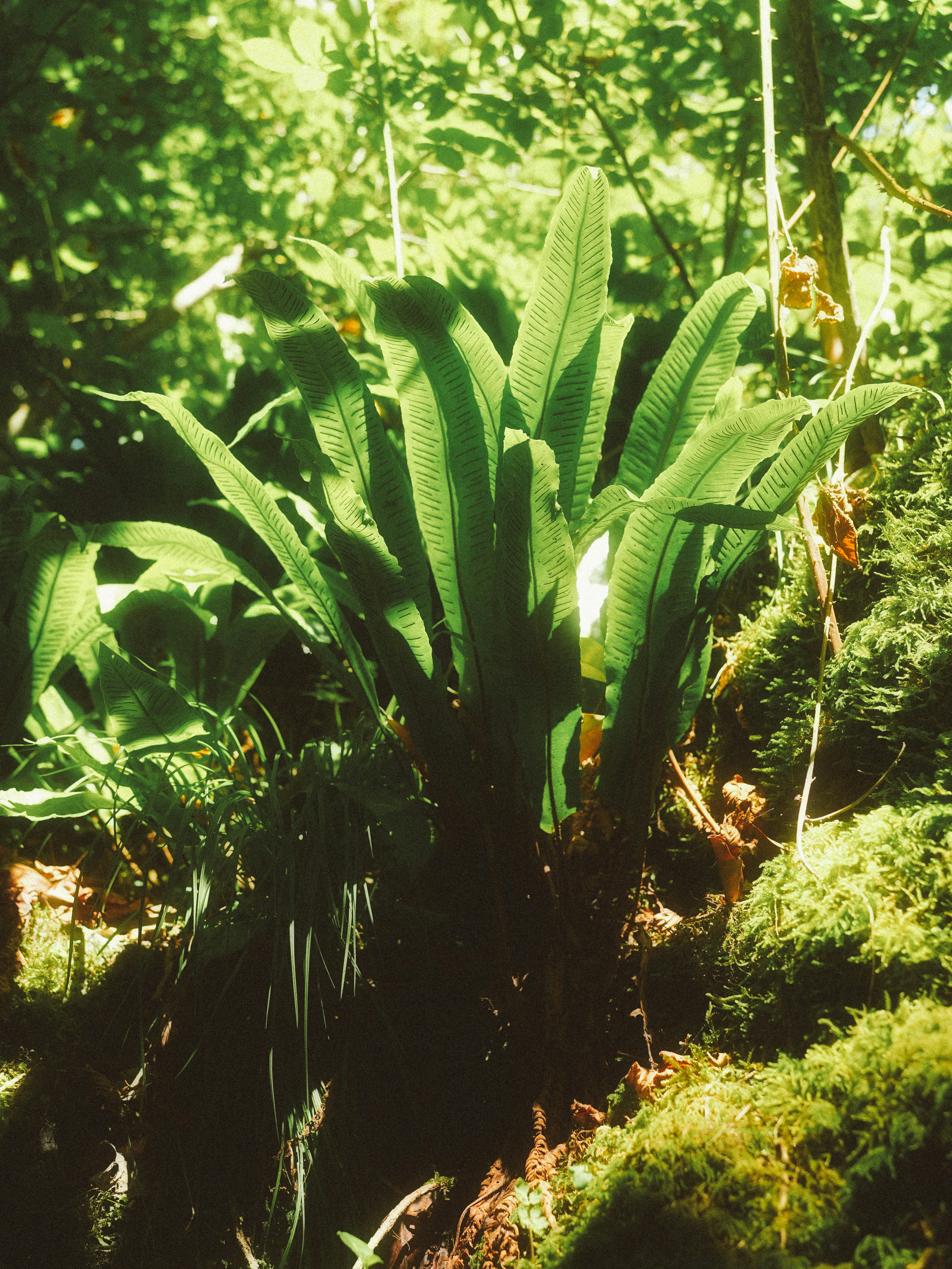 Sunlit Fern Crown Rising from the Forest Floor