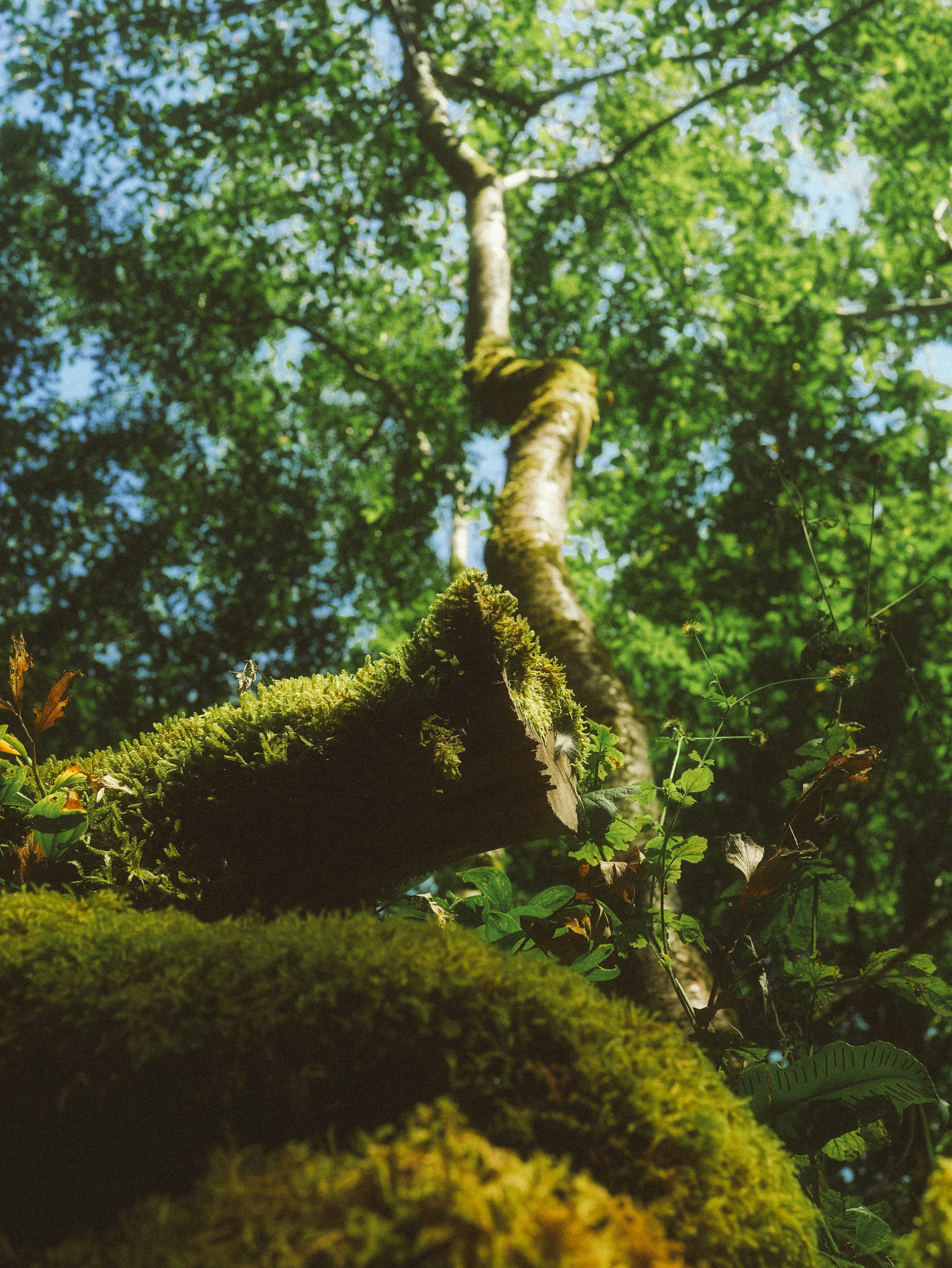 Mossy log and forest floor with sunlit canopy above, captured from a low vantage showing vibrant greens and texture. This is a natural, photographic scene.
