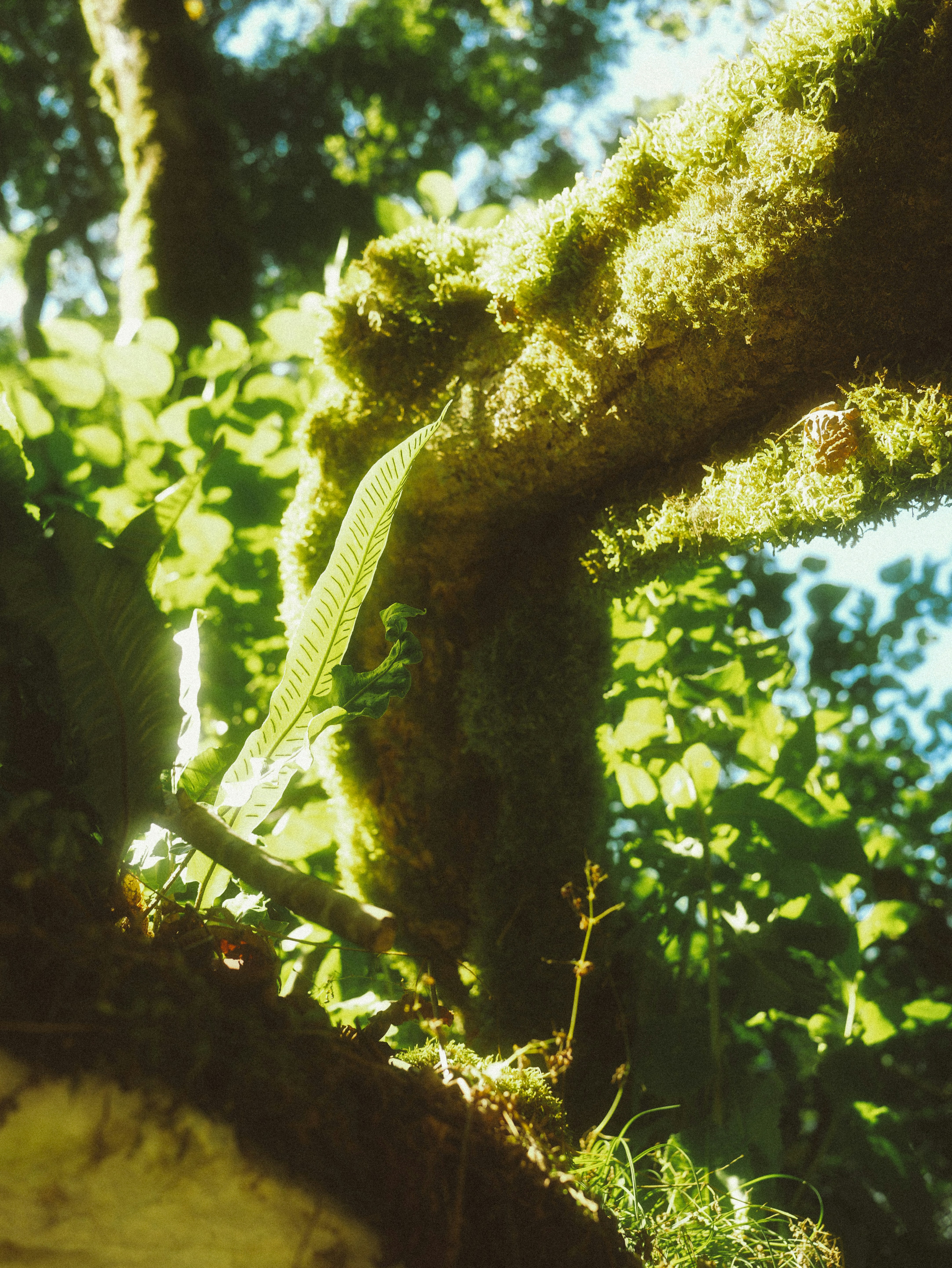 Sunlit Fern Frond Clinging to Mossy Trunk