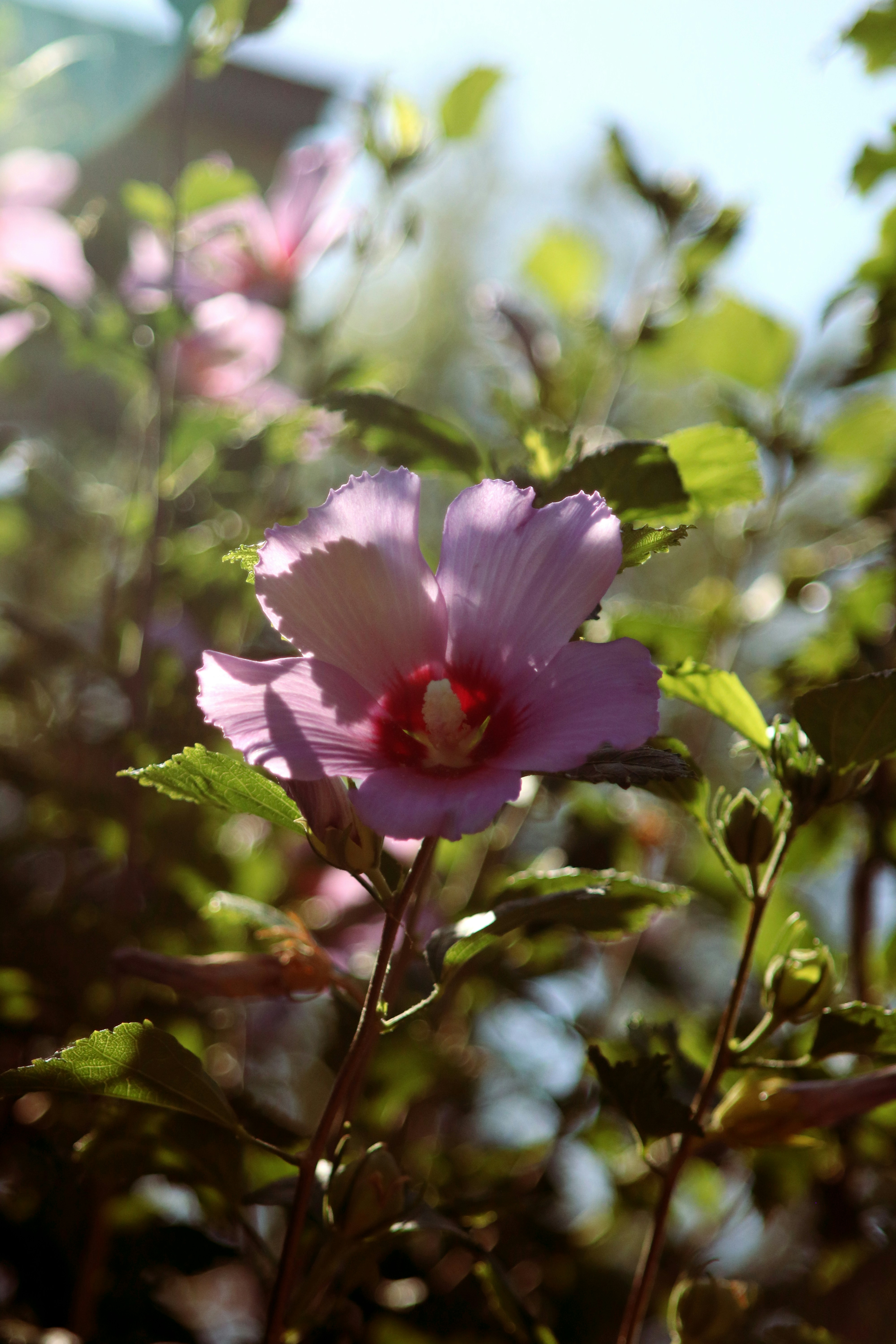 Bright pink hibiscus flower centered among green leaves with soft bokeh and sunlight filtering through. A nature macro-like view highlighting the flower as the focal point.