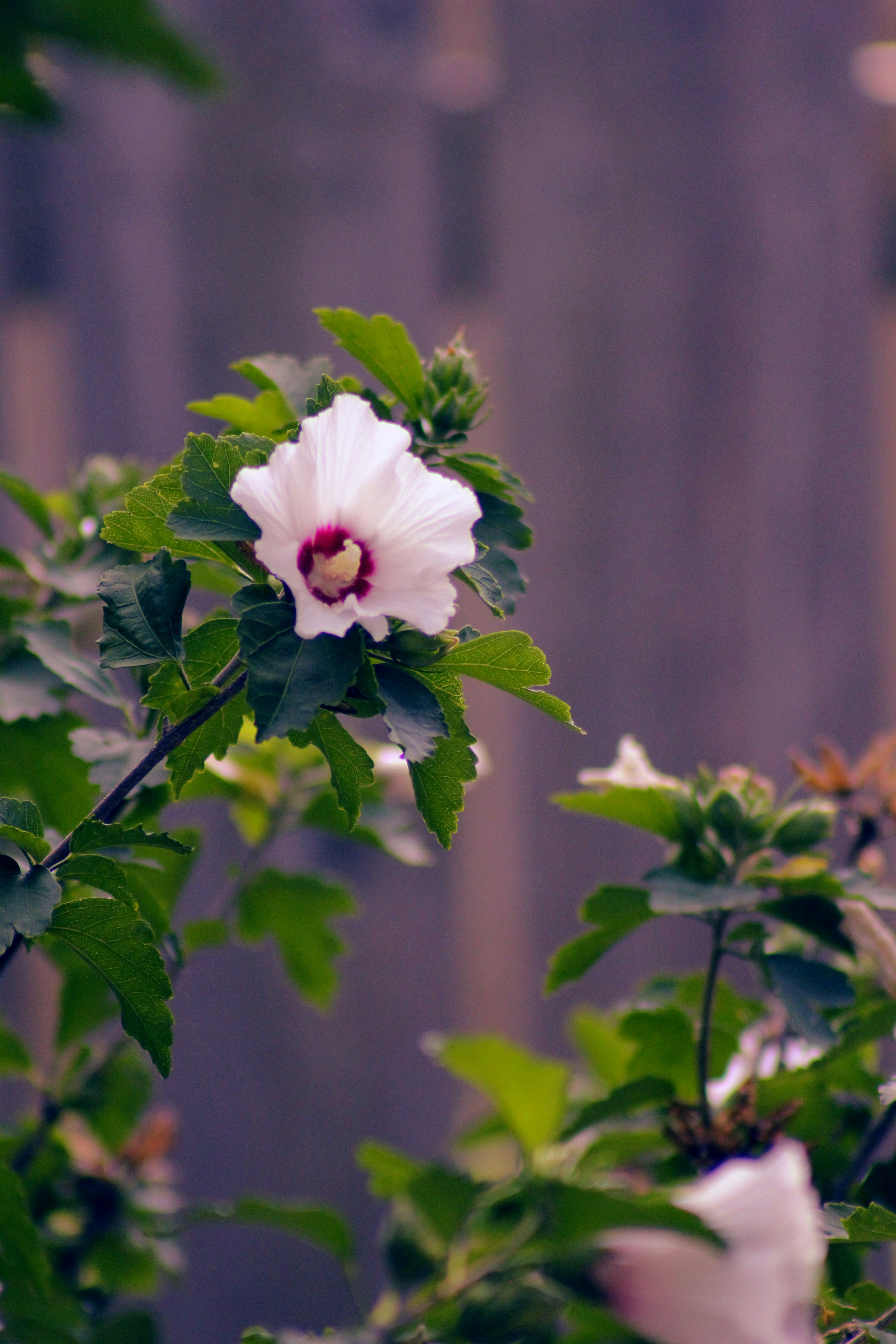 Hibiscus Spotlight: A Pale Flower Against a Quiet Fence