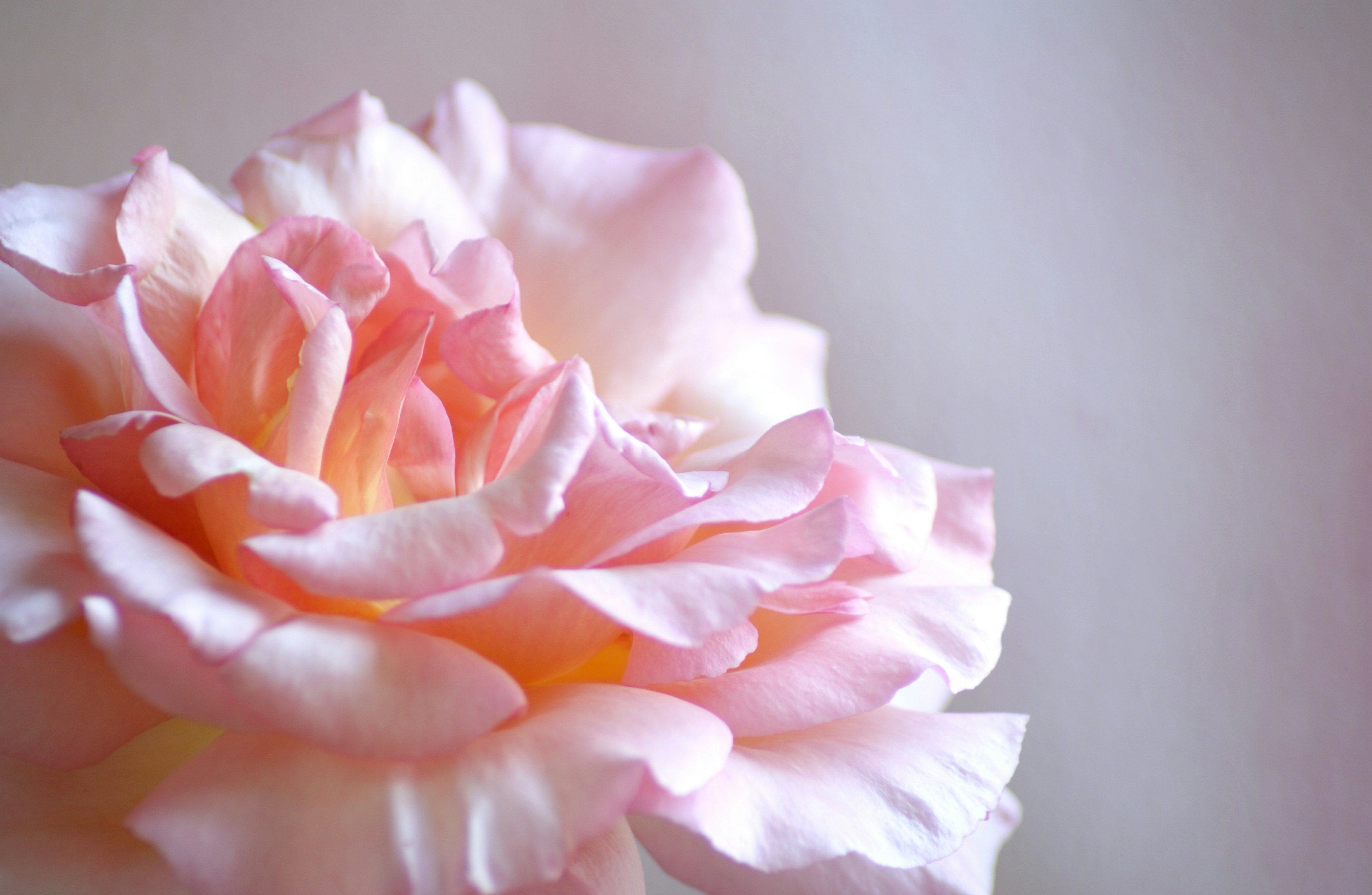 Soft-Petal Bloom: Close-Up of a Pink Rose in Gentle Light