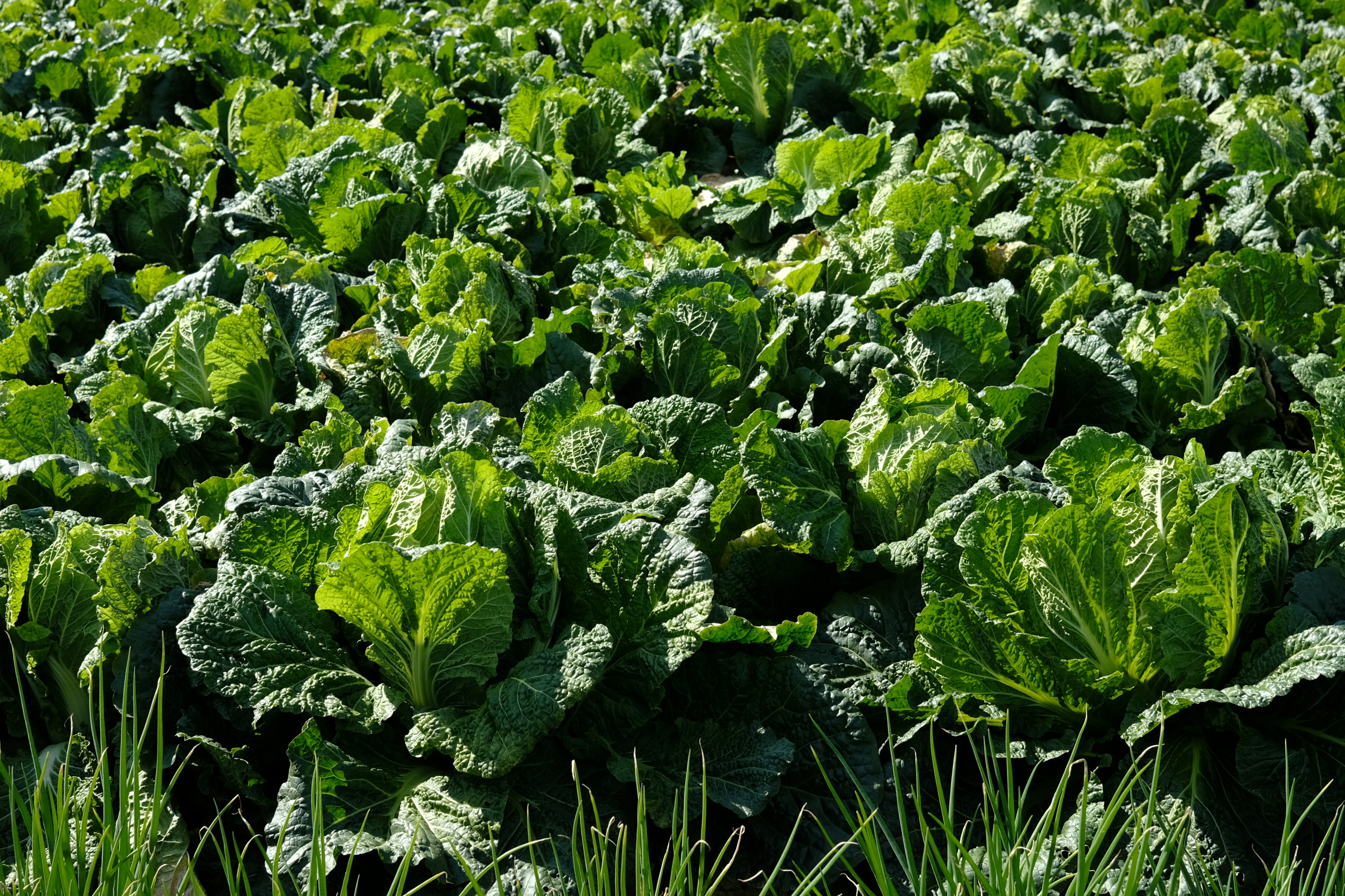 Lush cabbage field in sunlit rows