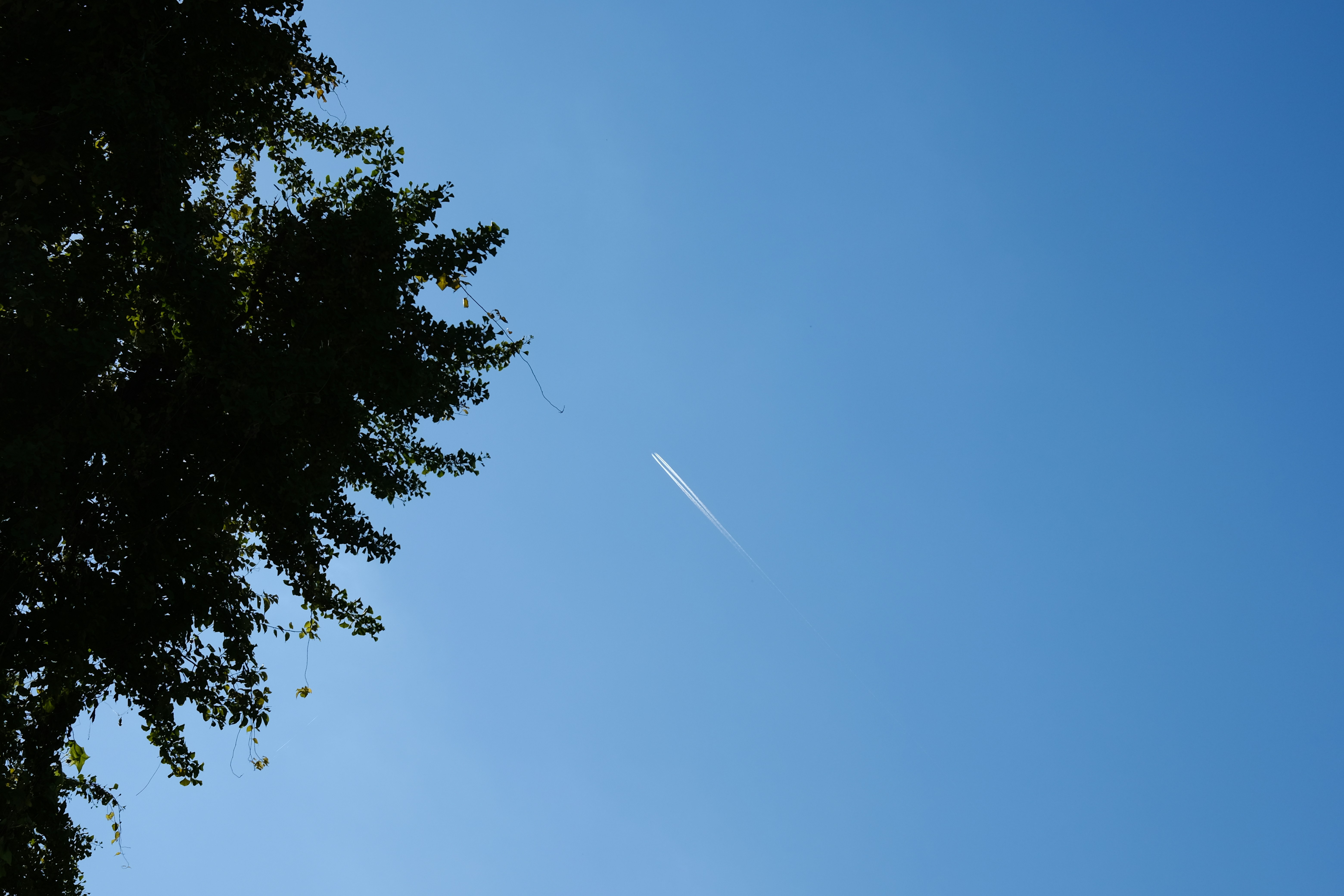 Clear blue sky with a single contrail streaking diagonally, framed by dark tree branches along the left edge.