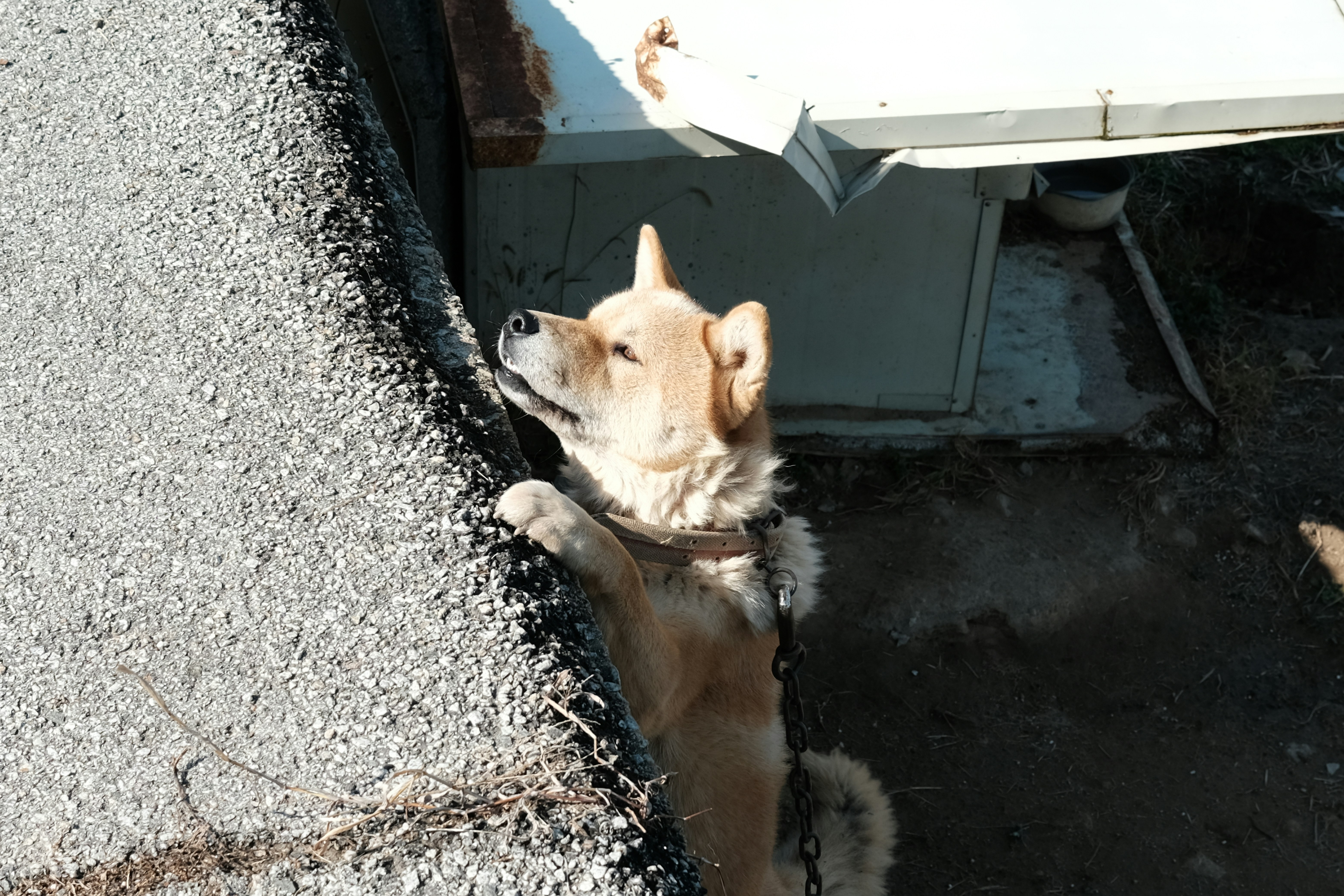 A Loyal Watcher at the Concrete Edge