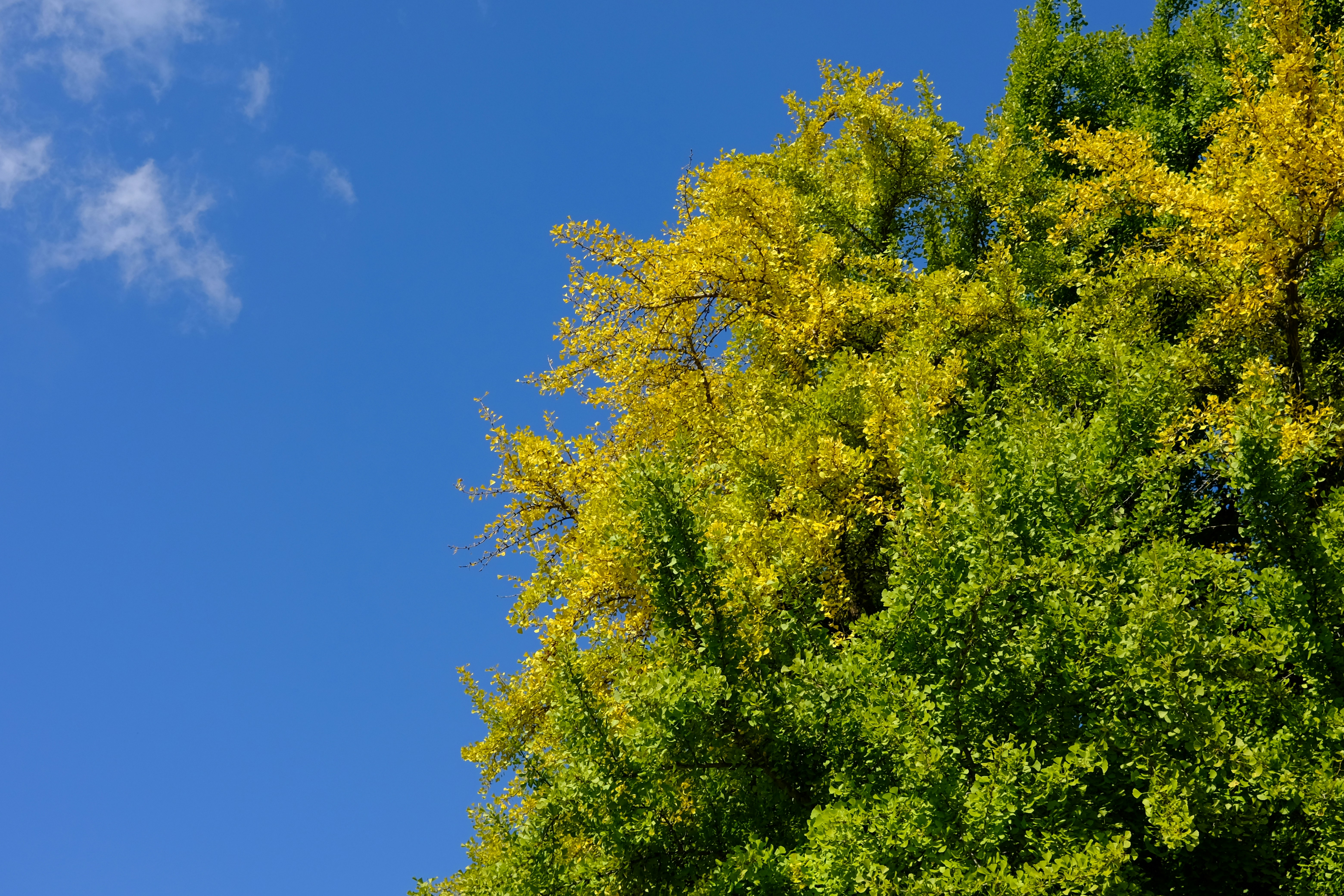 Golden Foliage Under a Clear Spring Sky