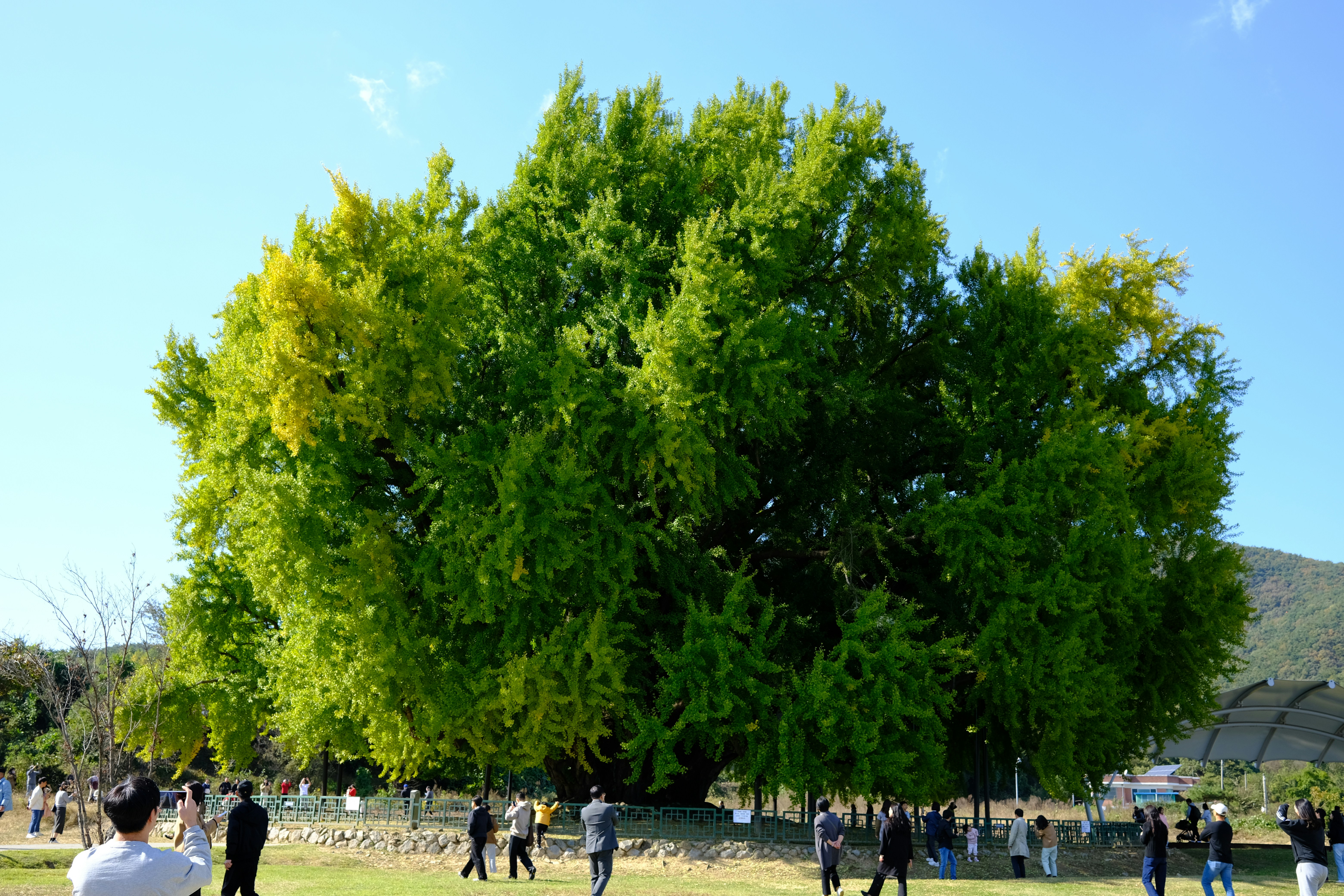 Big Canopy, Quiet Park: A Glade of People Beneath a Towering Tree