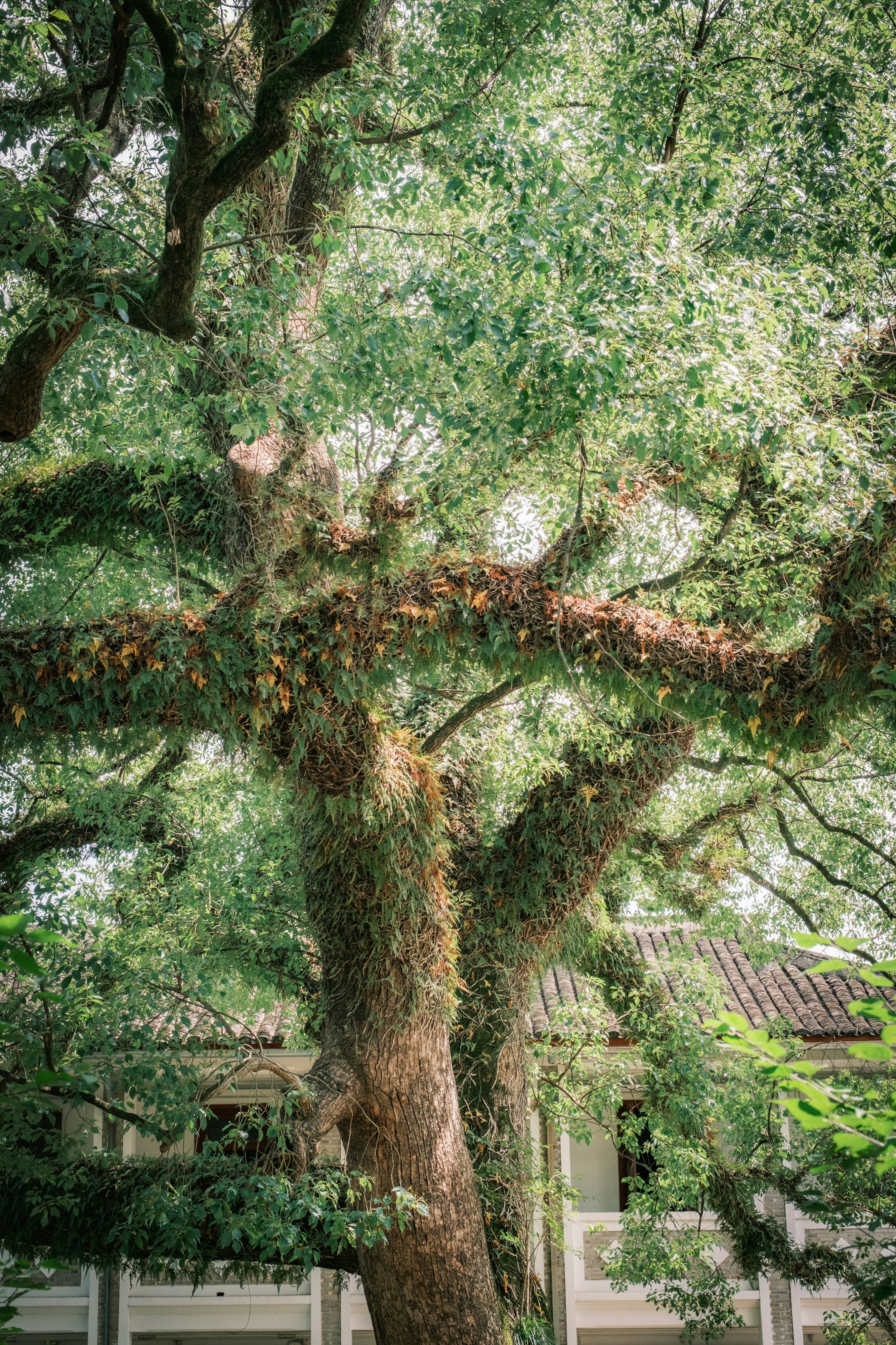 Verdant Cathedral: A Gnarled Tree Arches Over a Quiet Courtyard