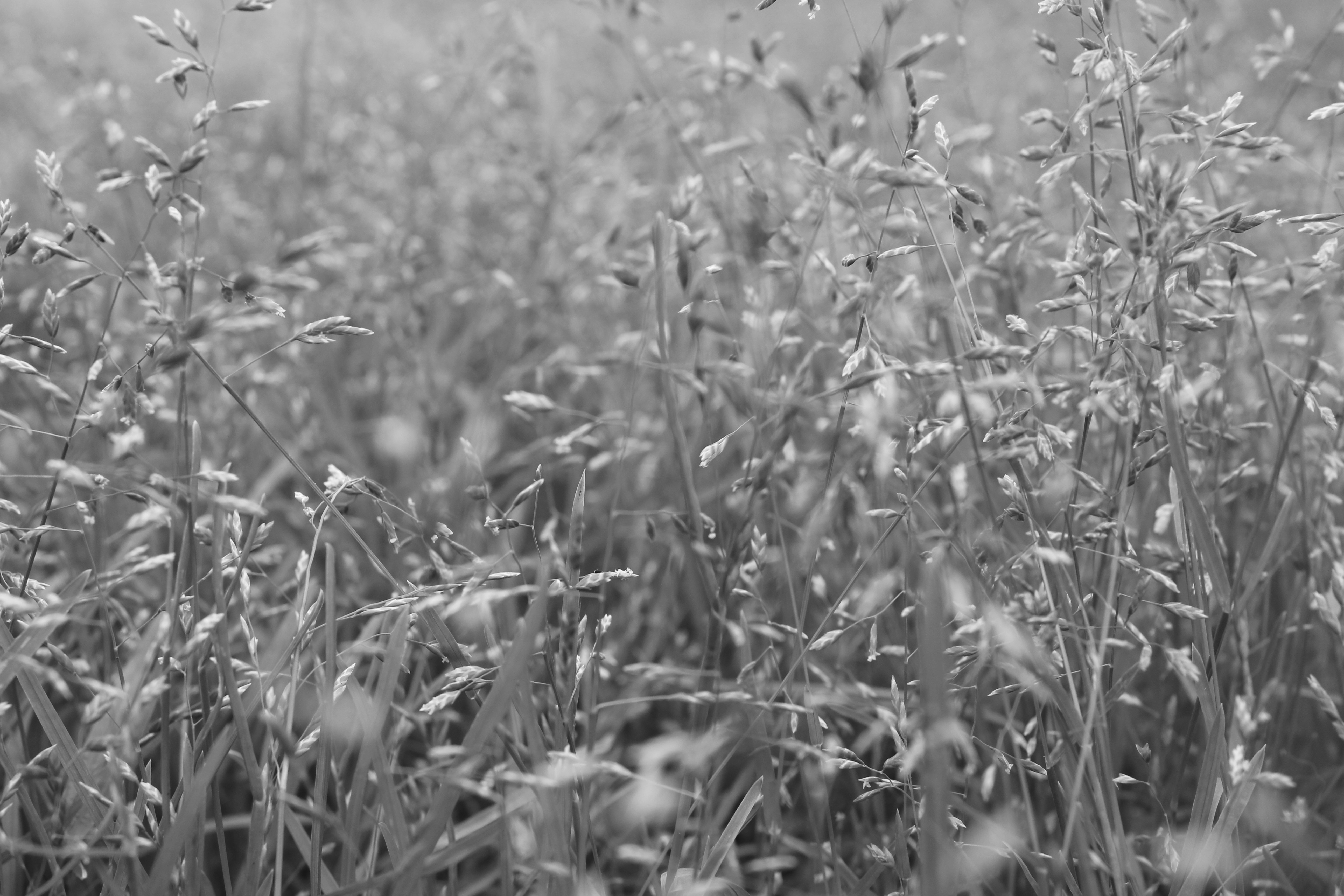 Grass blades sway in a sunlit field with a gentle, matte monochrome tone.