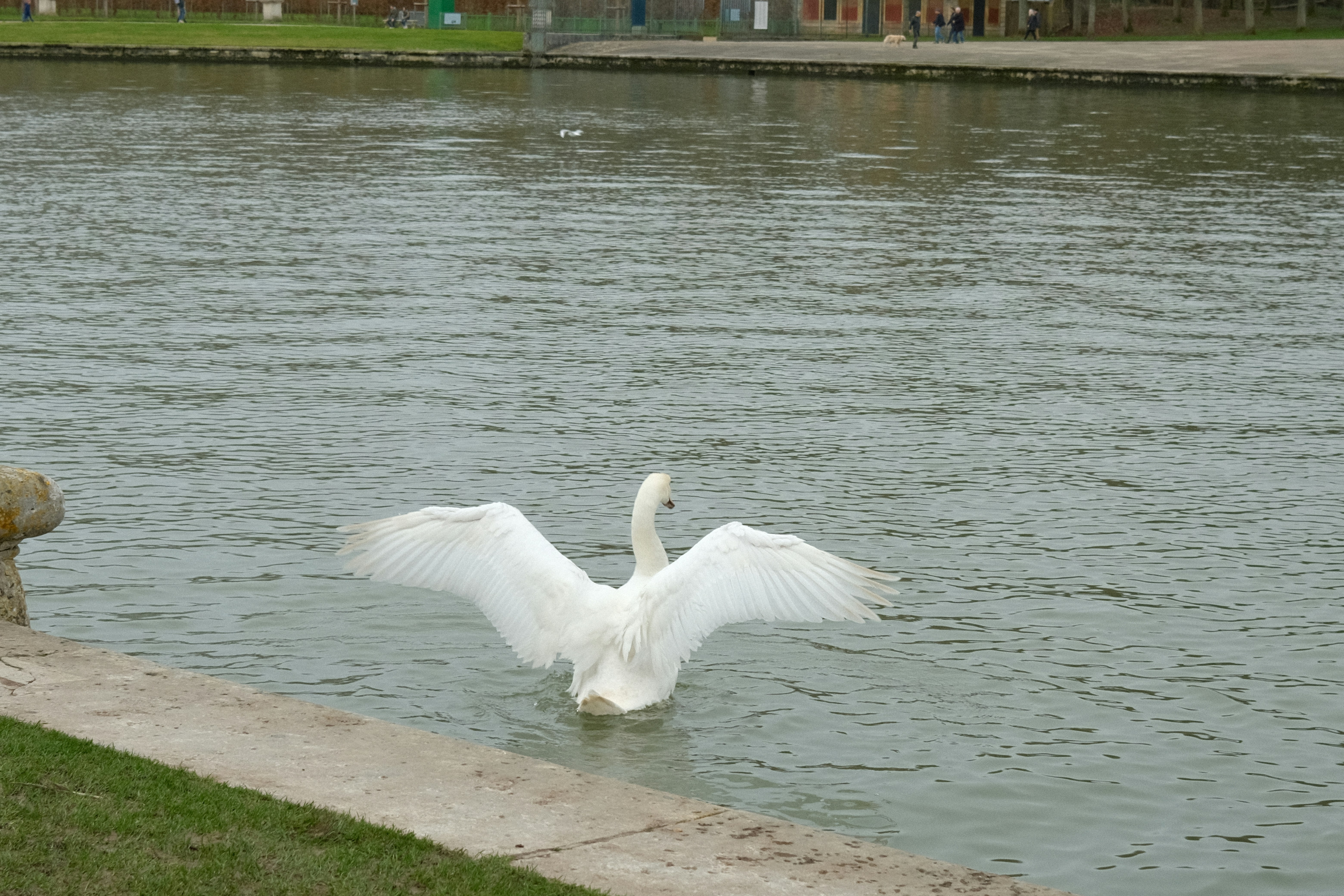 White Swan Sentinel at the Riverbank