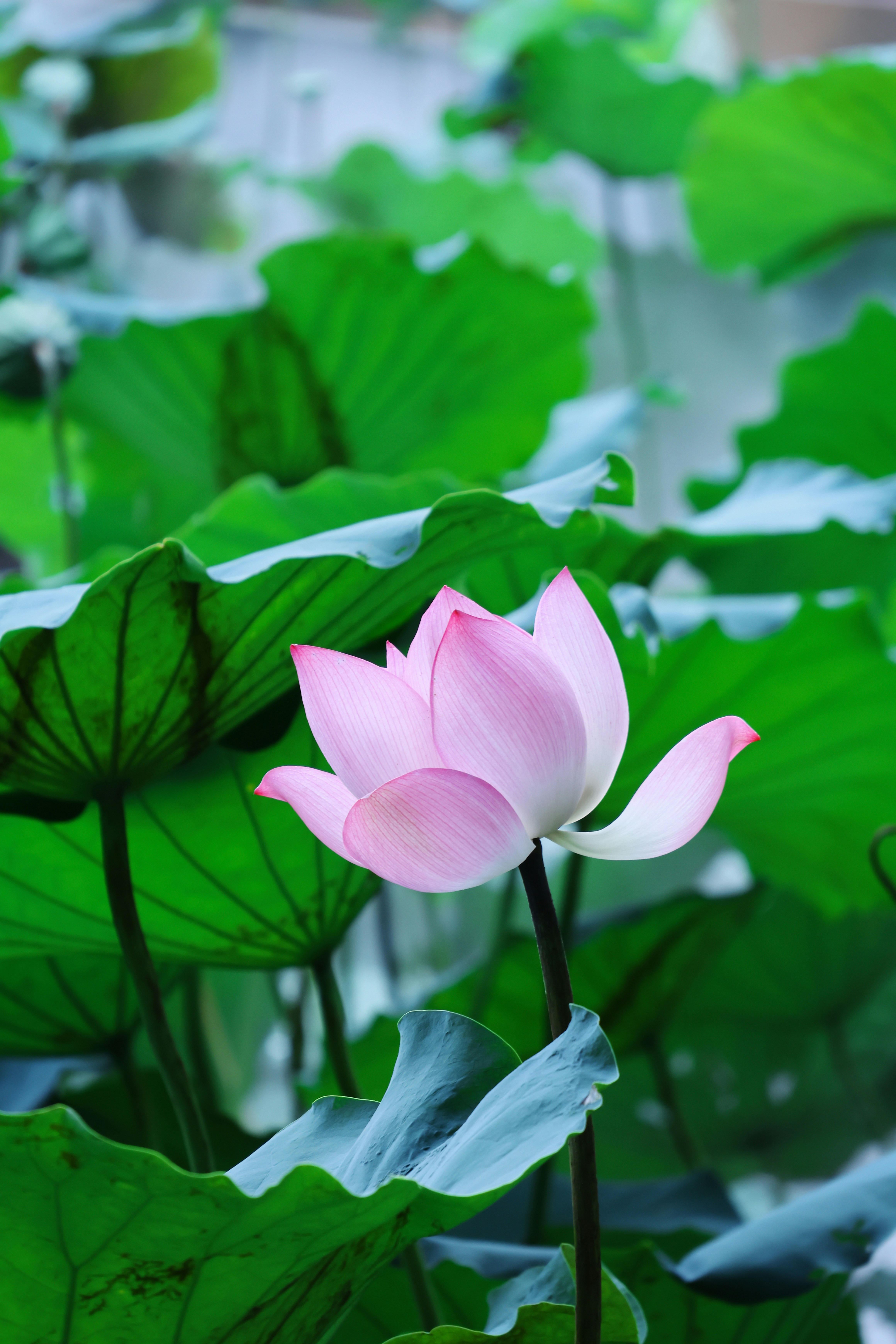 Pink Lotus in Focus: A Quiet Moment Among Green Veils